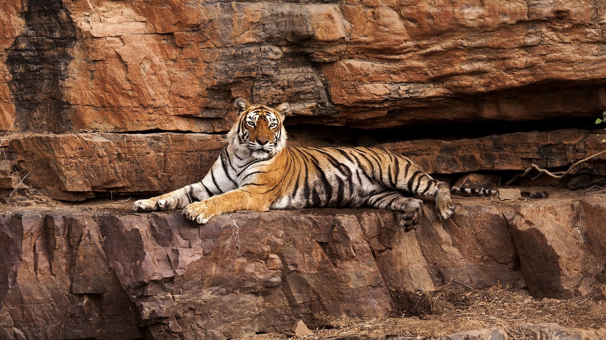 One of the World's Oldest Tigers Has Died | National Geographic