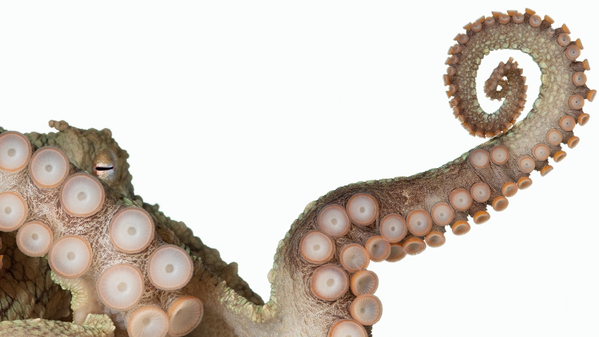 8 fascinating facts about octopuses—from their supersmarts to their ...