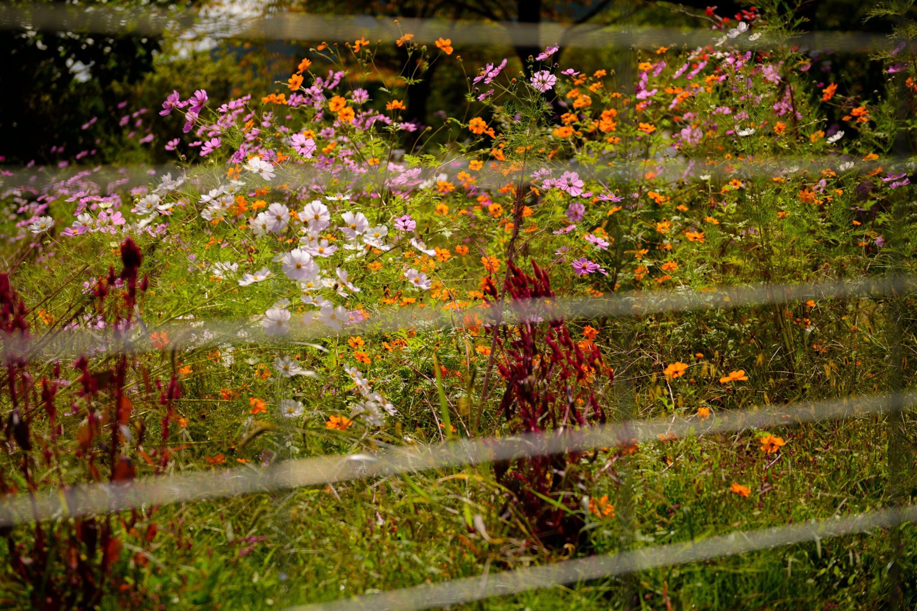 Photos: 10 years after disaster, wildlife abounds in Fukushima
