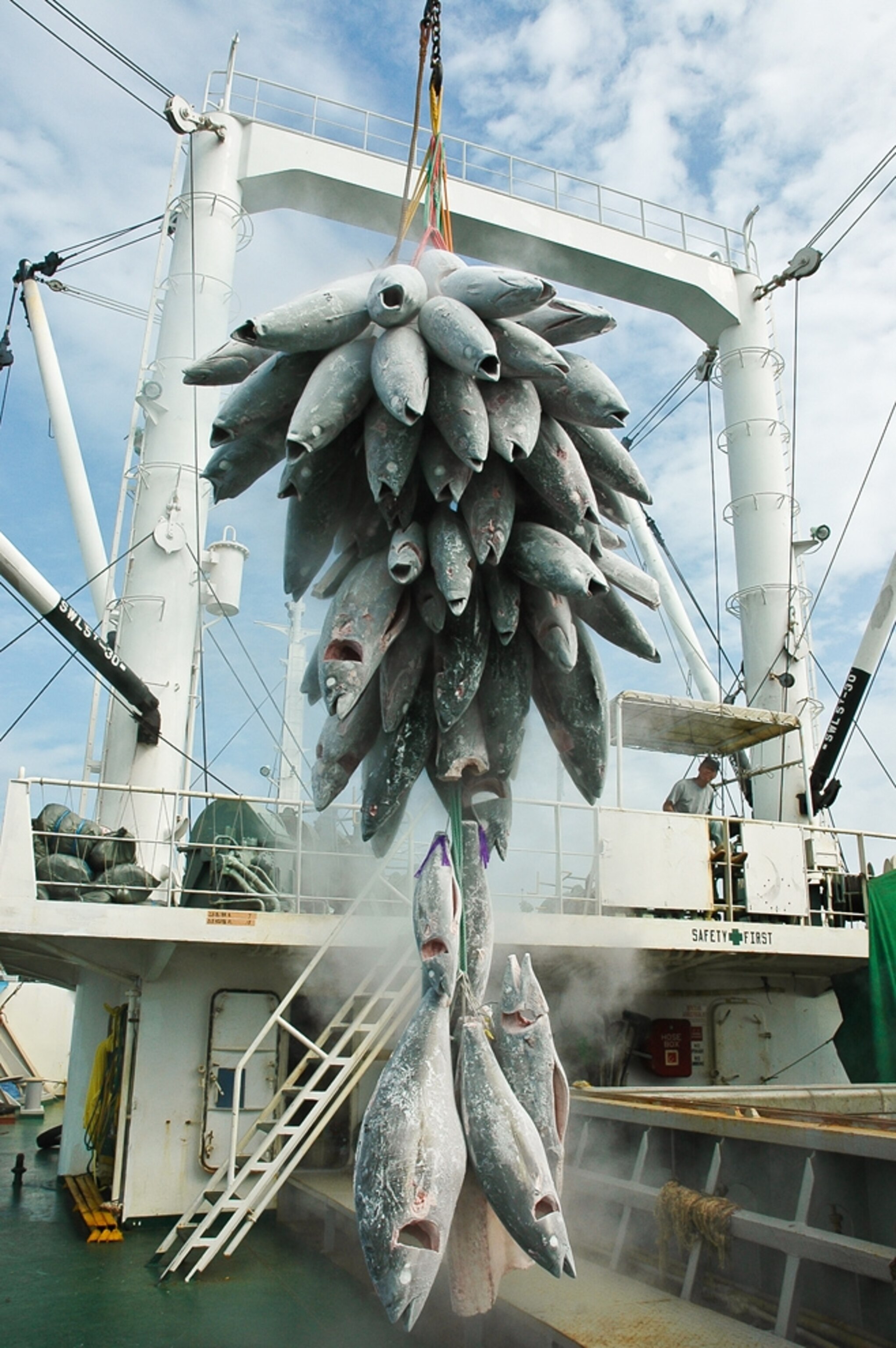 New Ocean Pictures: Best Shots of Imperiled Sea Life Named | National ...