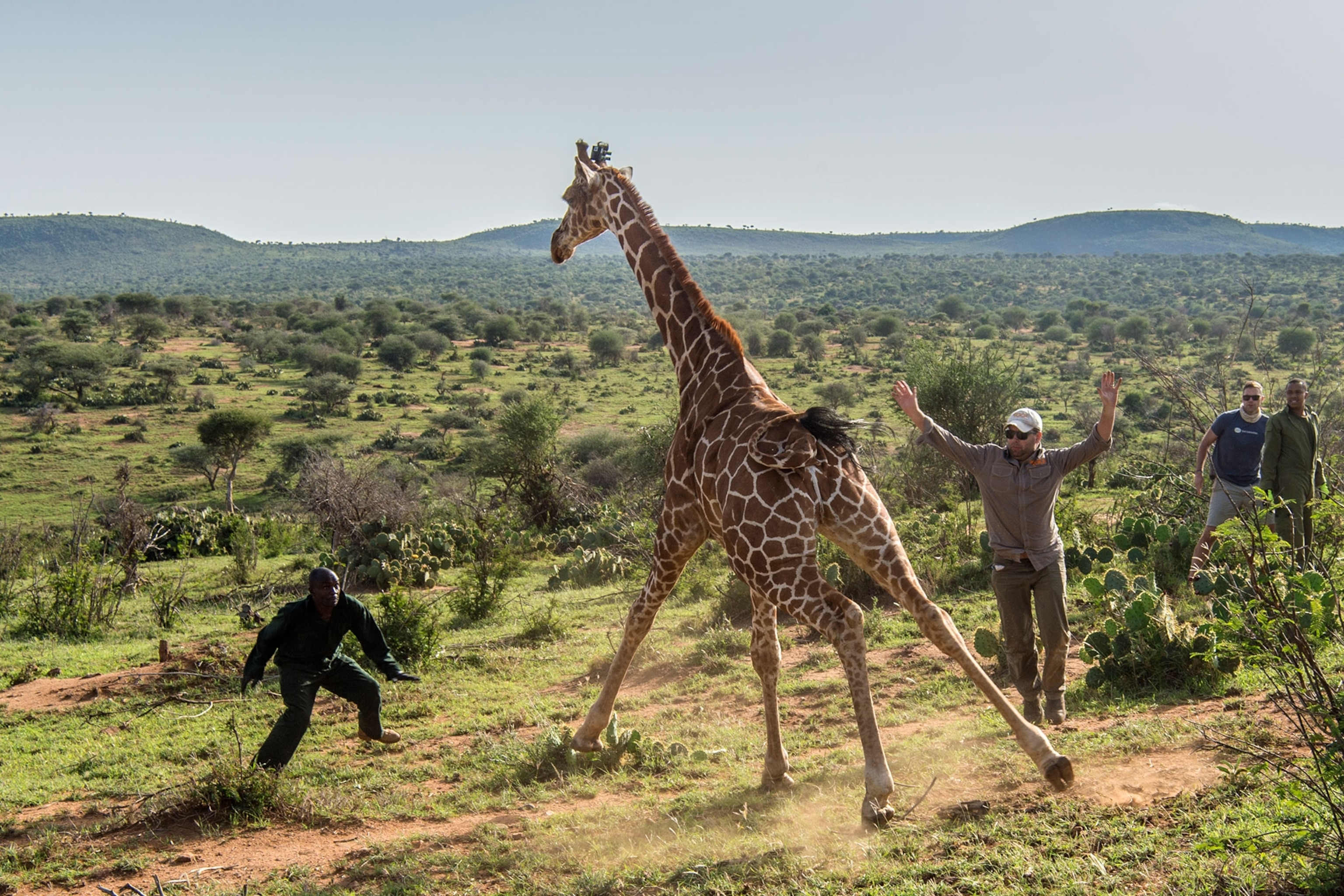 How to save the giraffe from extinction