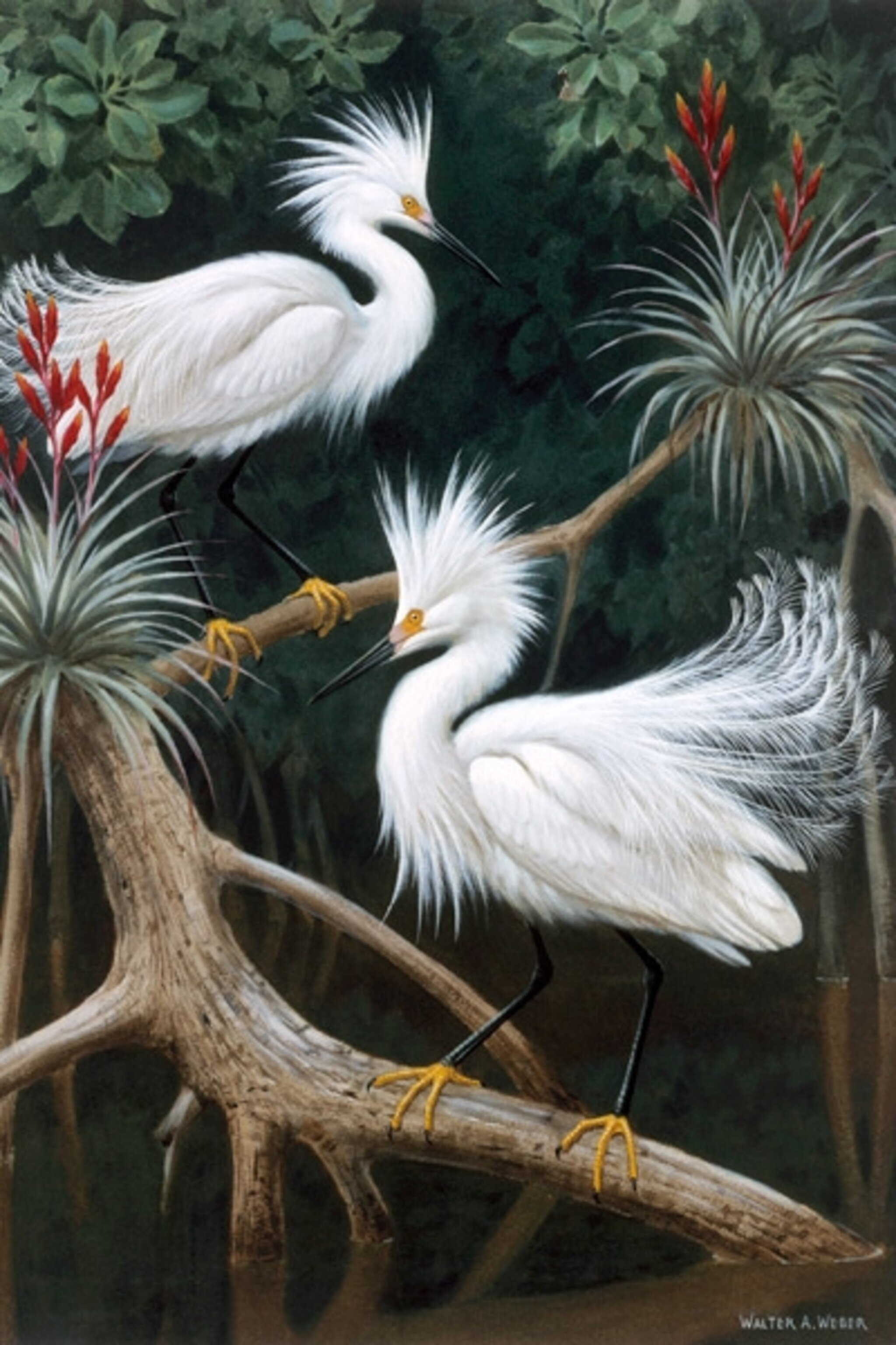 Bird Illustrations by Walter Weber -- National Geographic