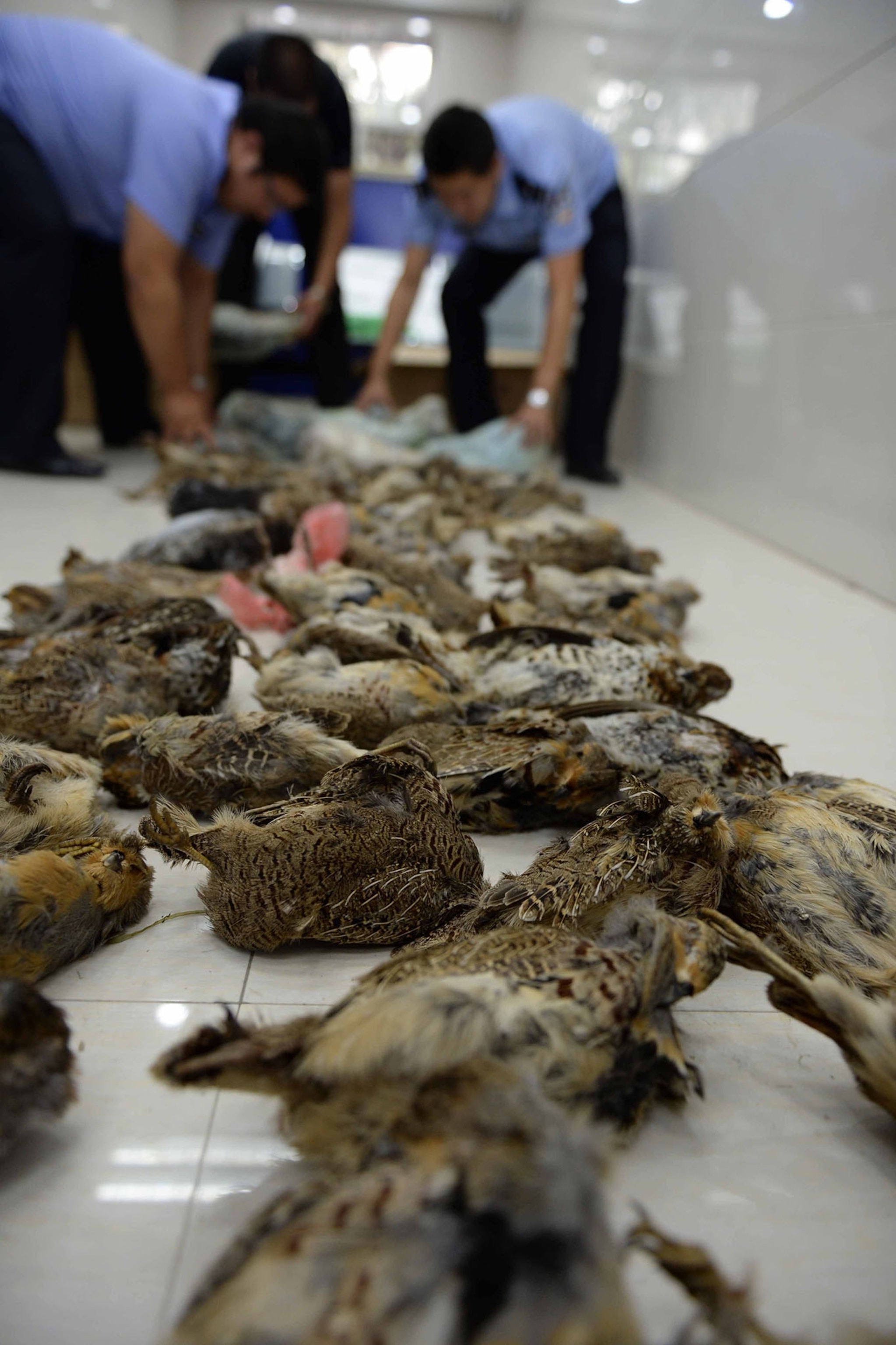 What Happens to Smuggled Animals After They’re Seized?