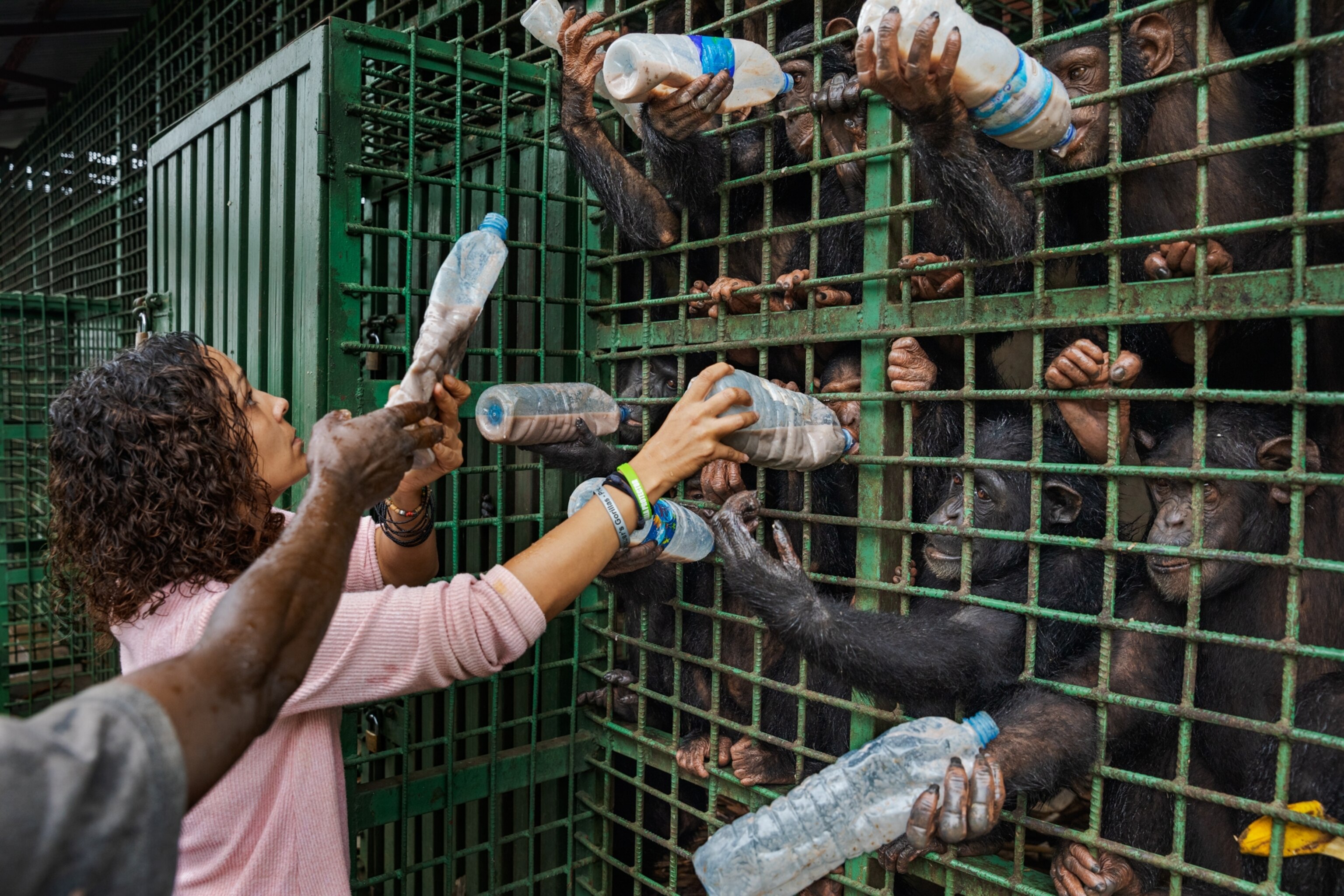Central African sanctuary gives hope to chimps—and their rescuers