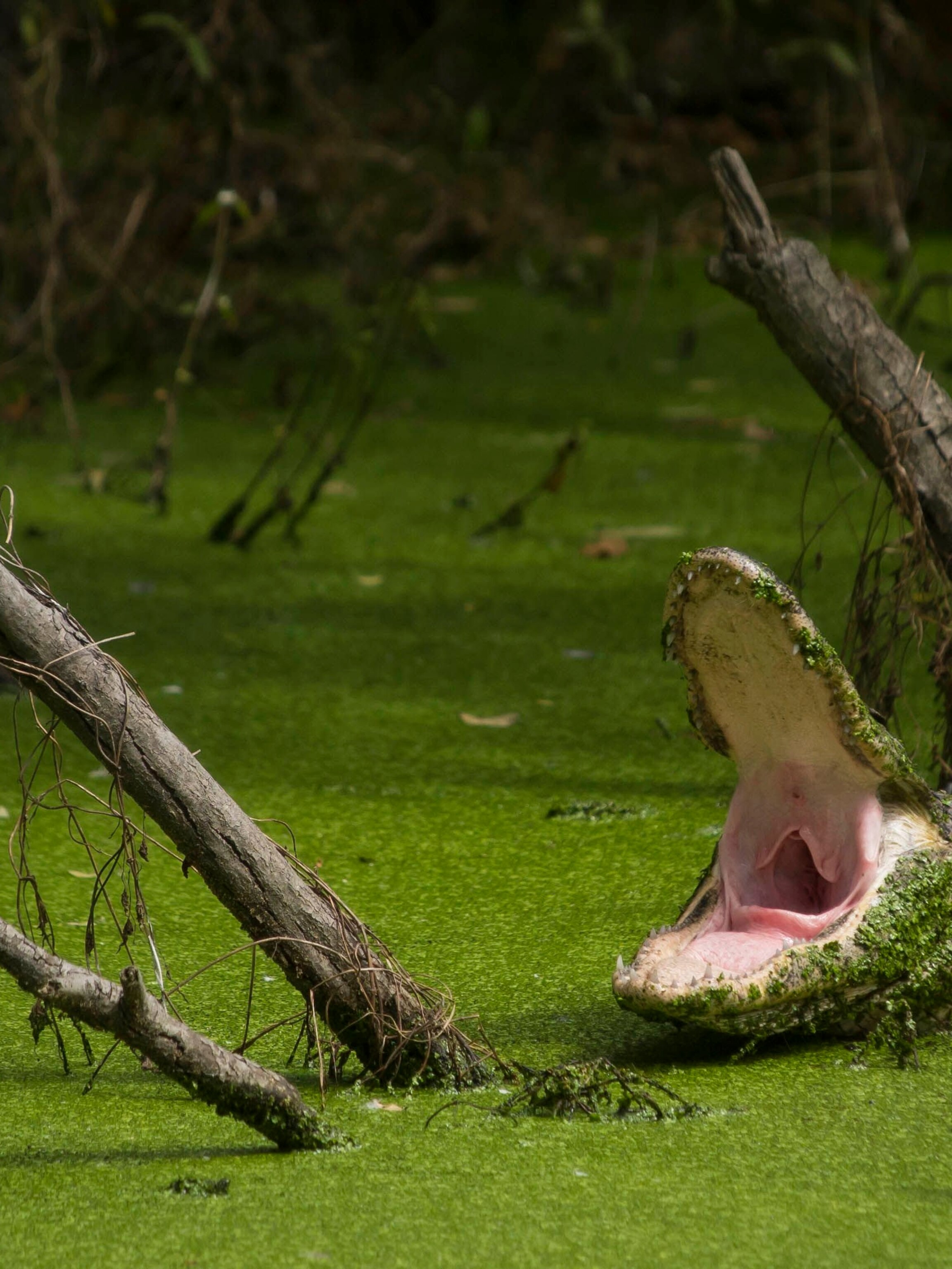 Freshwater Alligator