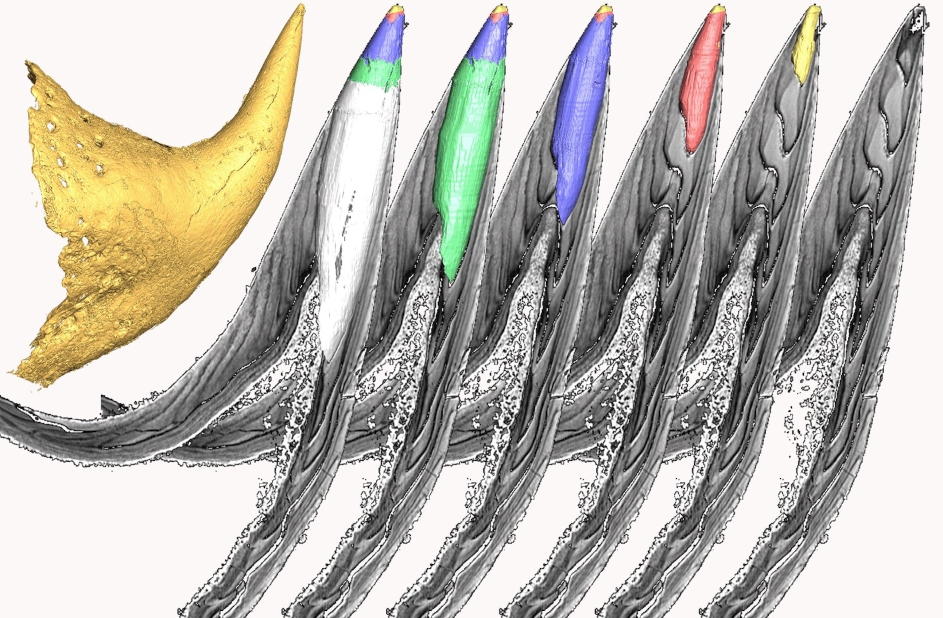 Outside-In Origin For Your Teeth | National Geographic