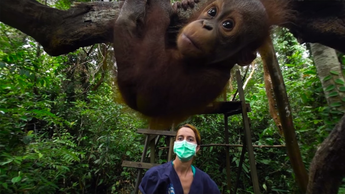 360° Orangutan School for Orphaned Babies | National Geographic
