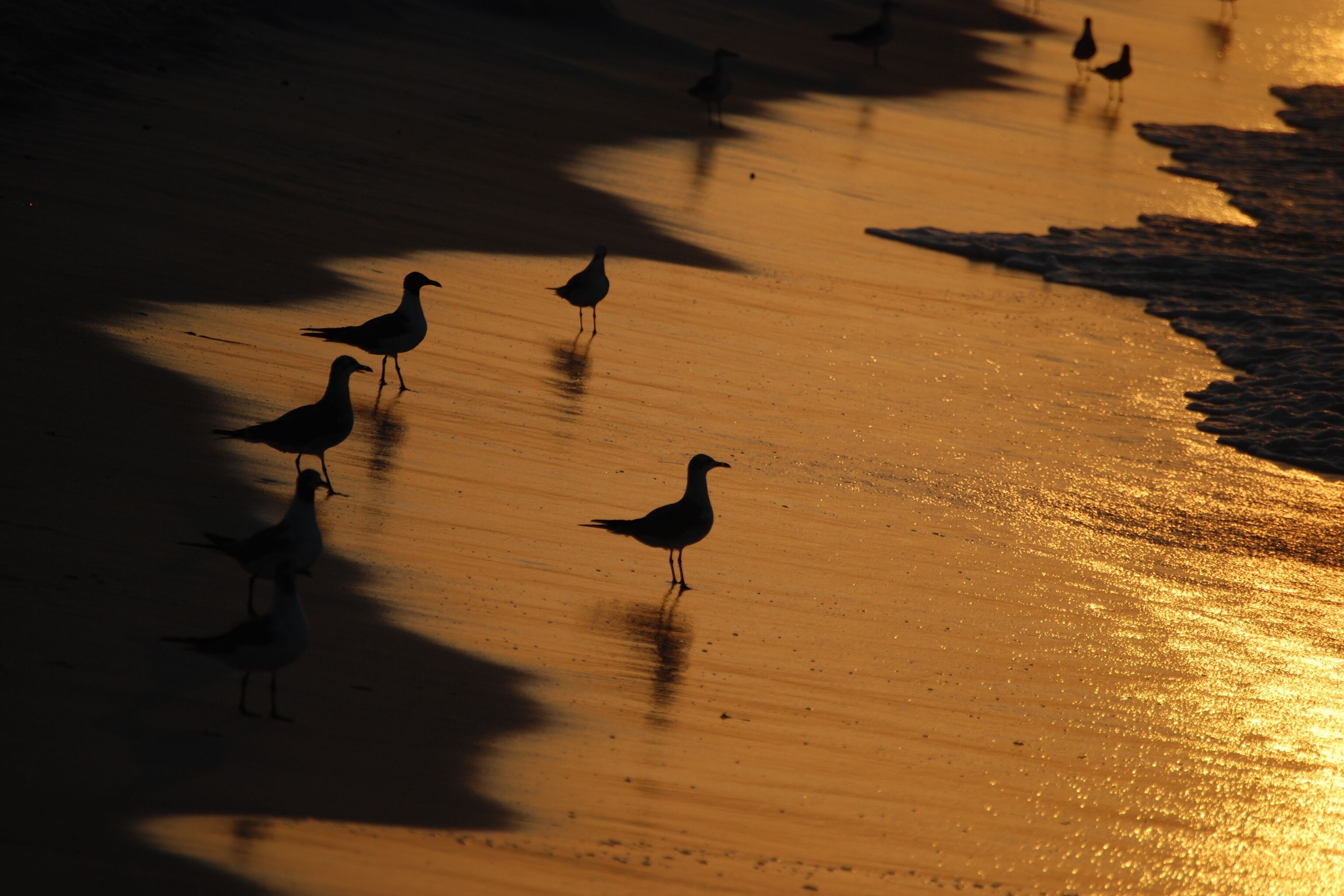 Your Florida Nature Pictures