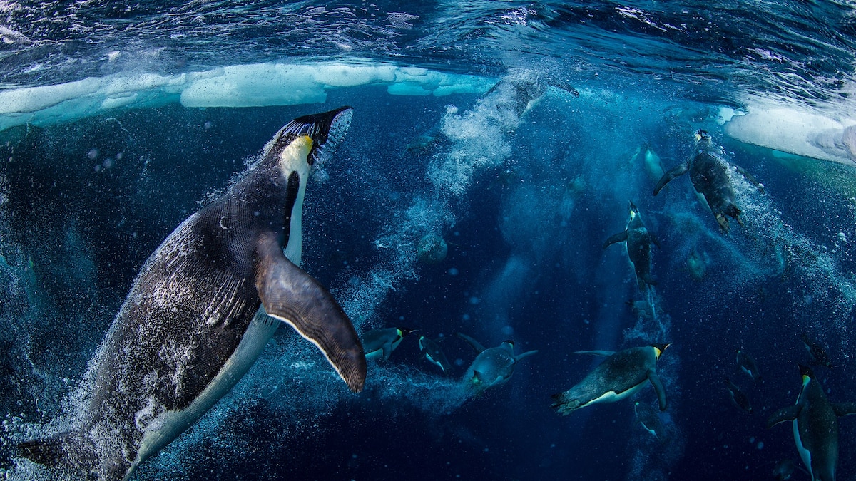 Five Big Environmental Wins in 2016 | National Geographic