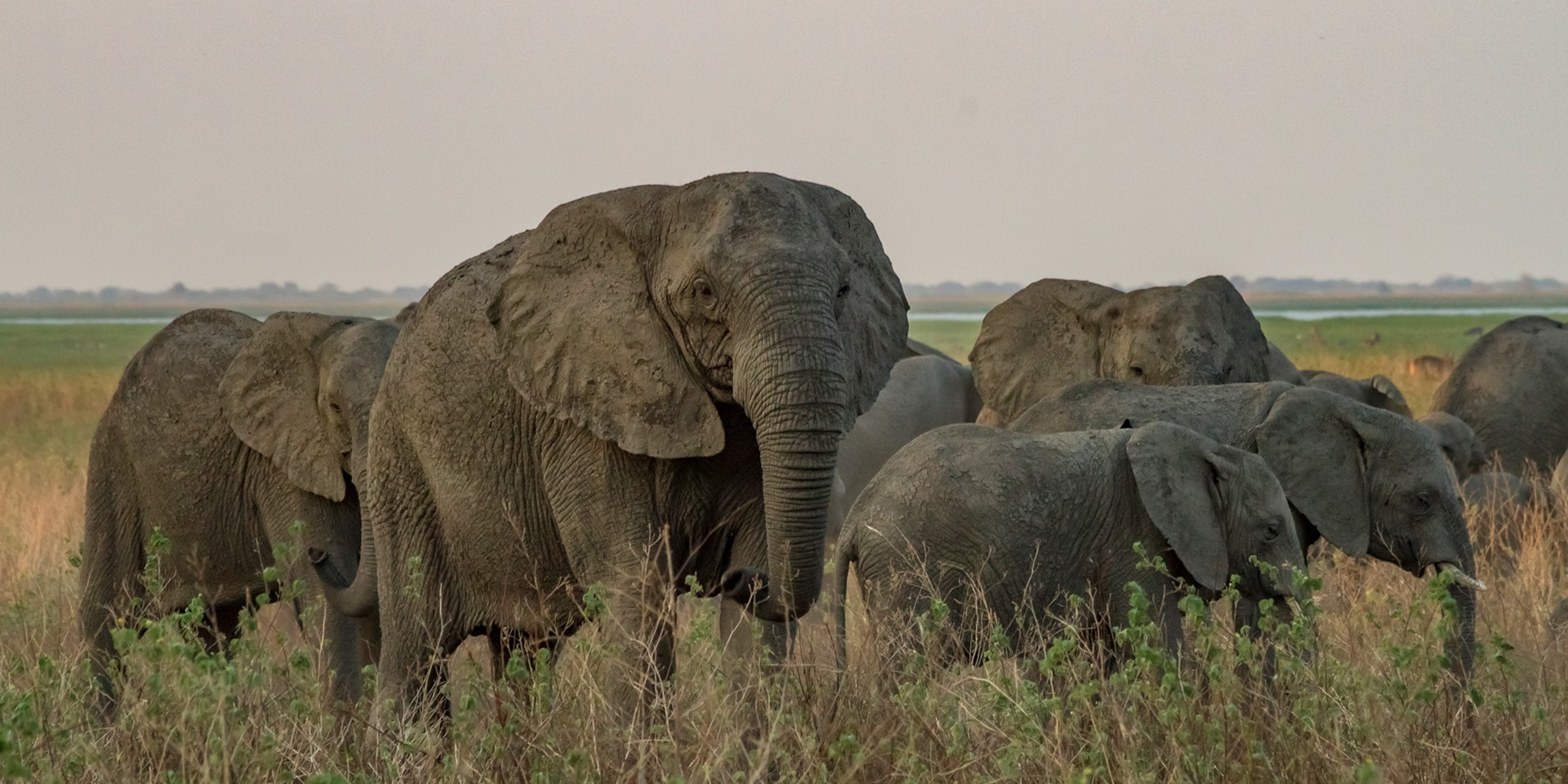 Smallest Elephant In The World Fighting For His Life