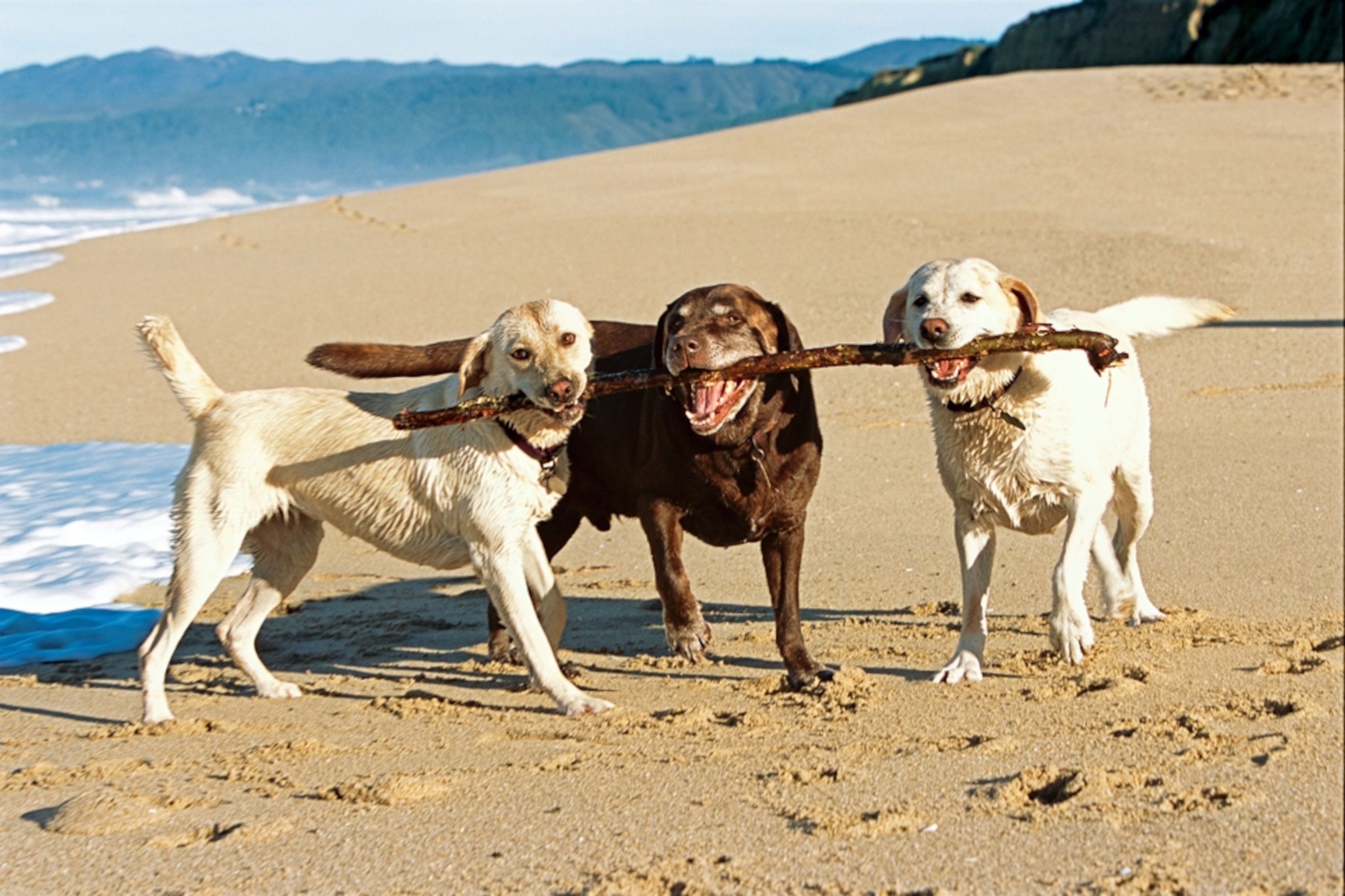 Animal Father Pictures - Animal Wallpapers - National Geographic