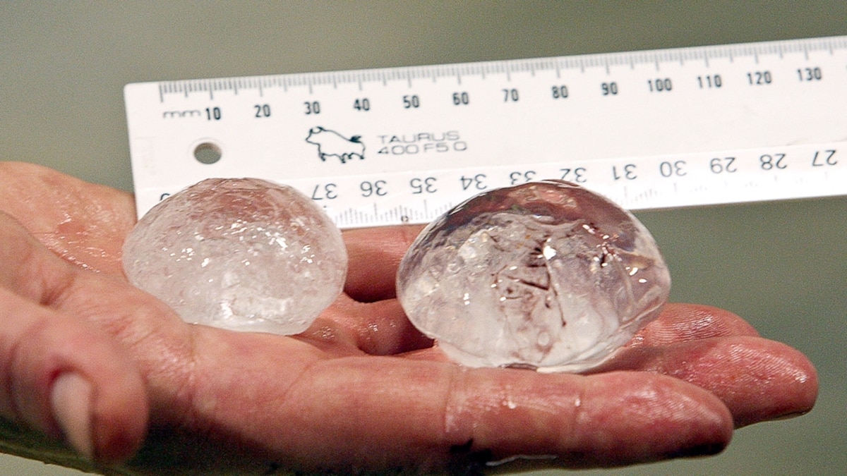 Giant Squid's Basketball-Size Eyes Have Sperm Whale Vision | National ...