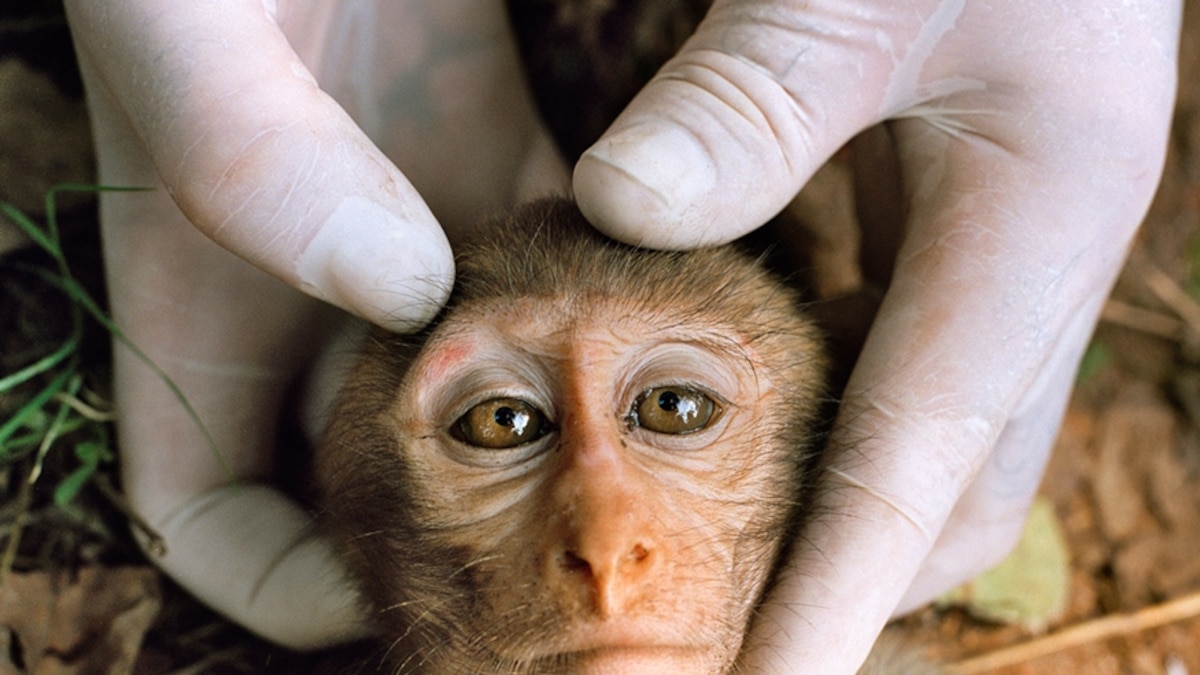 Human Brains "Evolve," Become Less Monkey-Like With Age | National ...