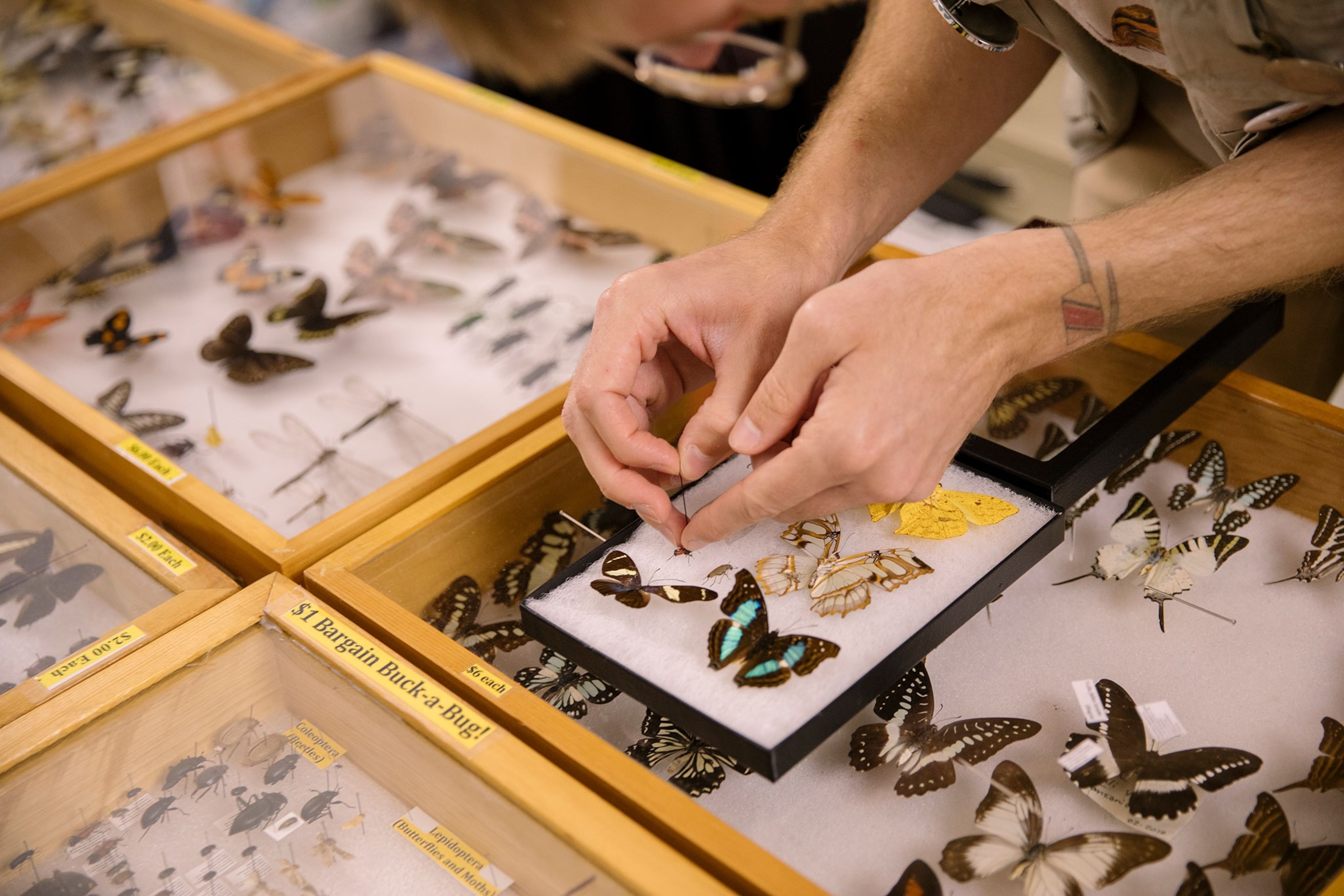 Bug smuggling is big business