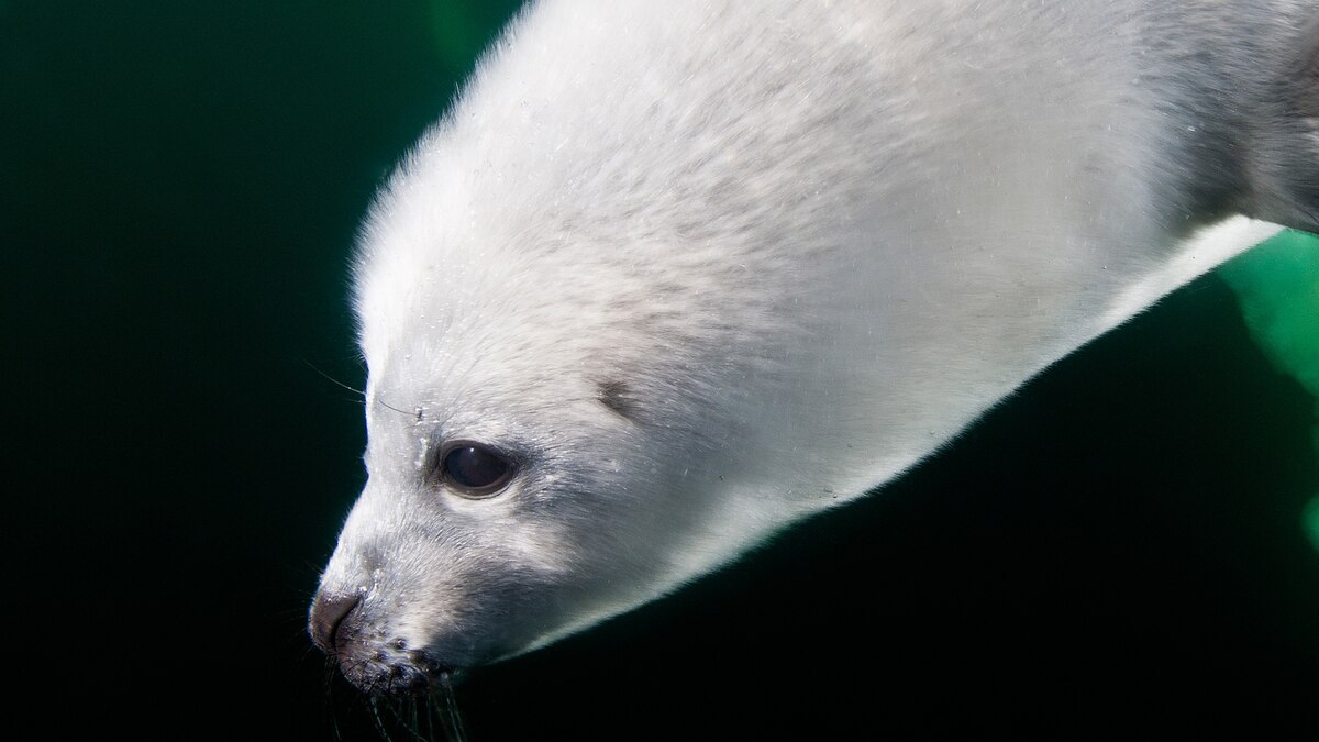 Antarctic Animals Seals