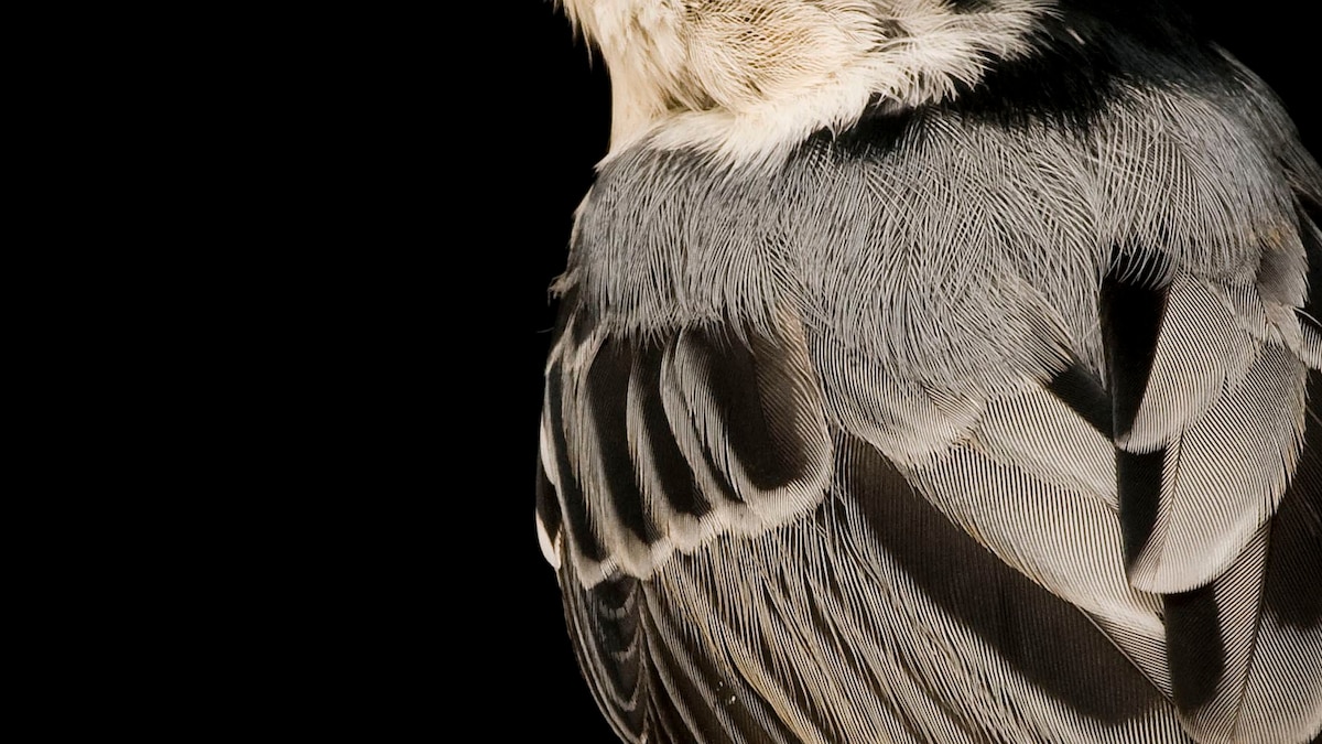 White-Breasted Nuthatch | National Geographic