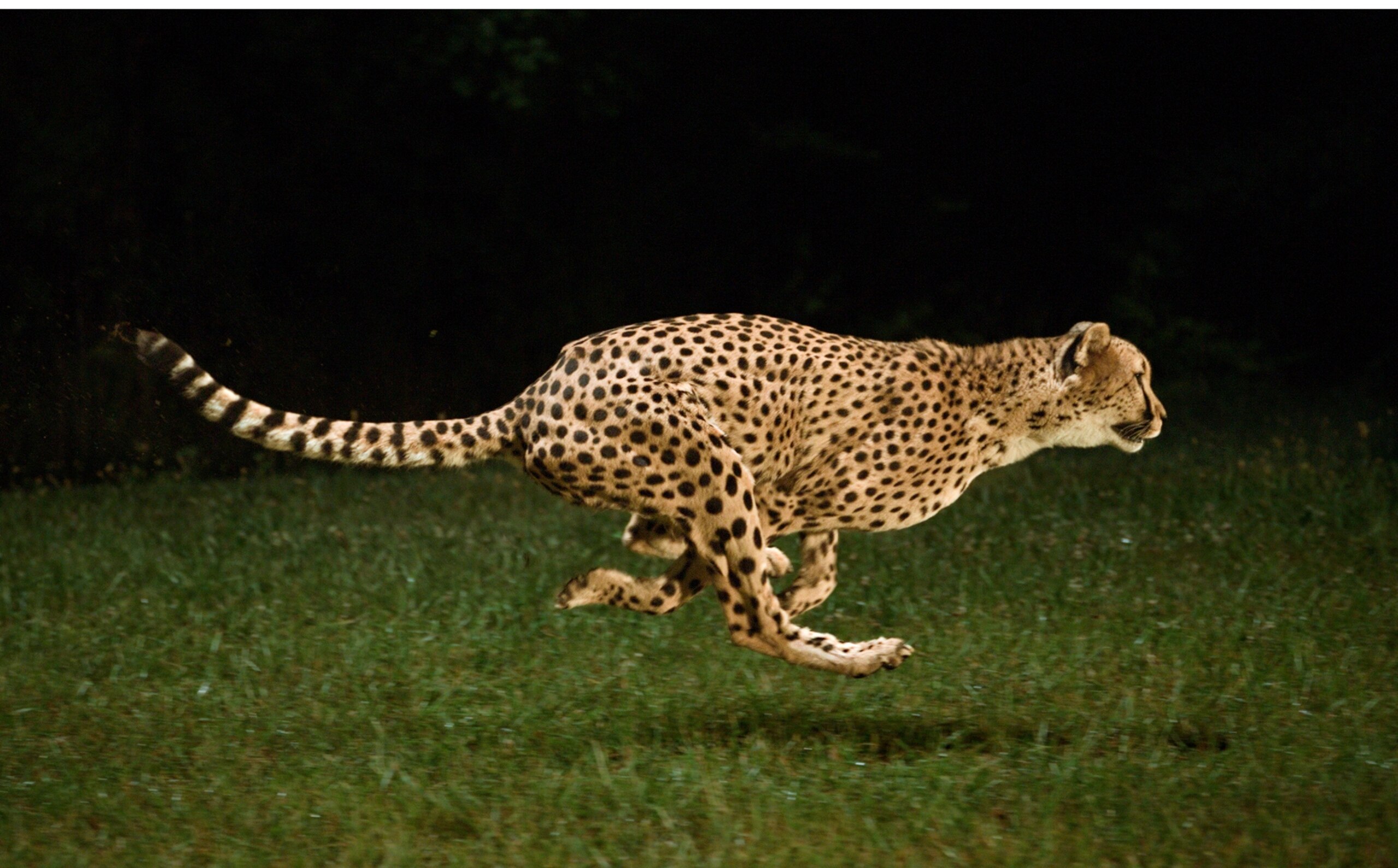 How Fast Does A Cheetah Run Sciencing India's Cheetah Restoration