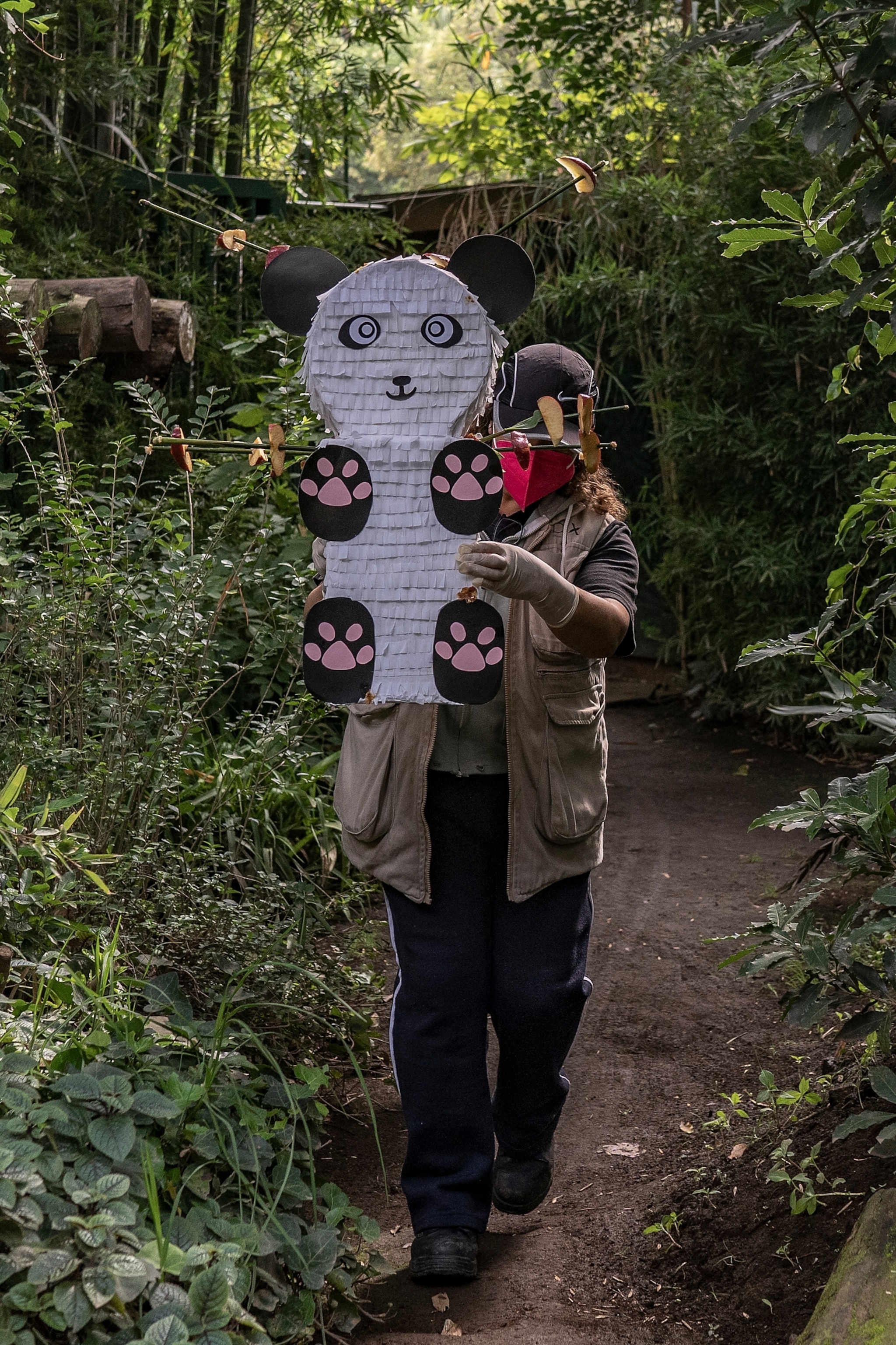 Meet Mexico's 'forgotten panda.' She's the last of her kind.
