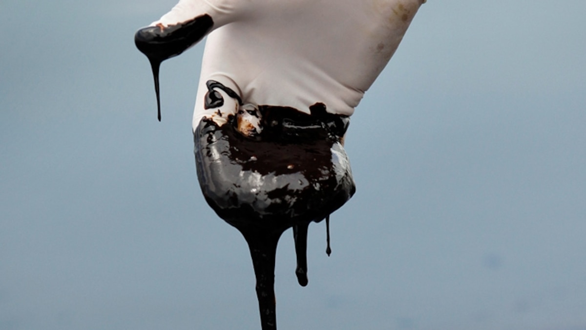 Gulf Oil Spill Anniversary: Resilience Amid Unknowns | National Geographic