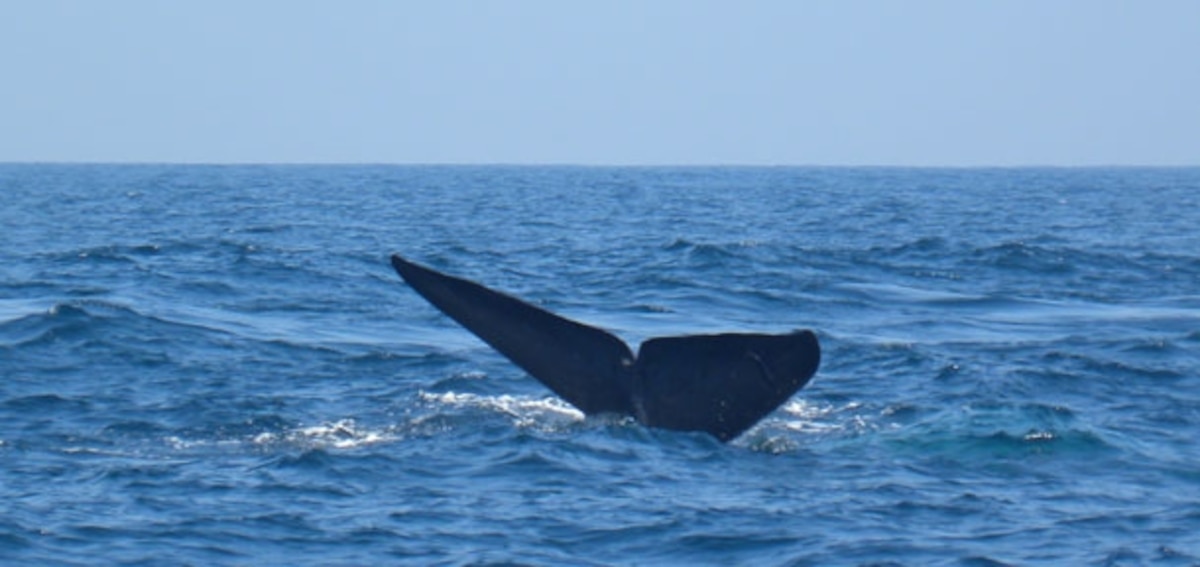 The blue whale – how I met the largest animal that has ever existed