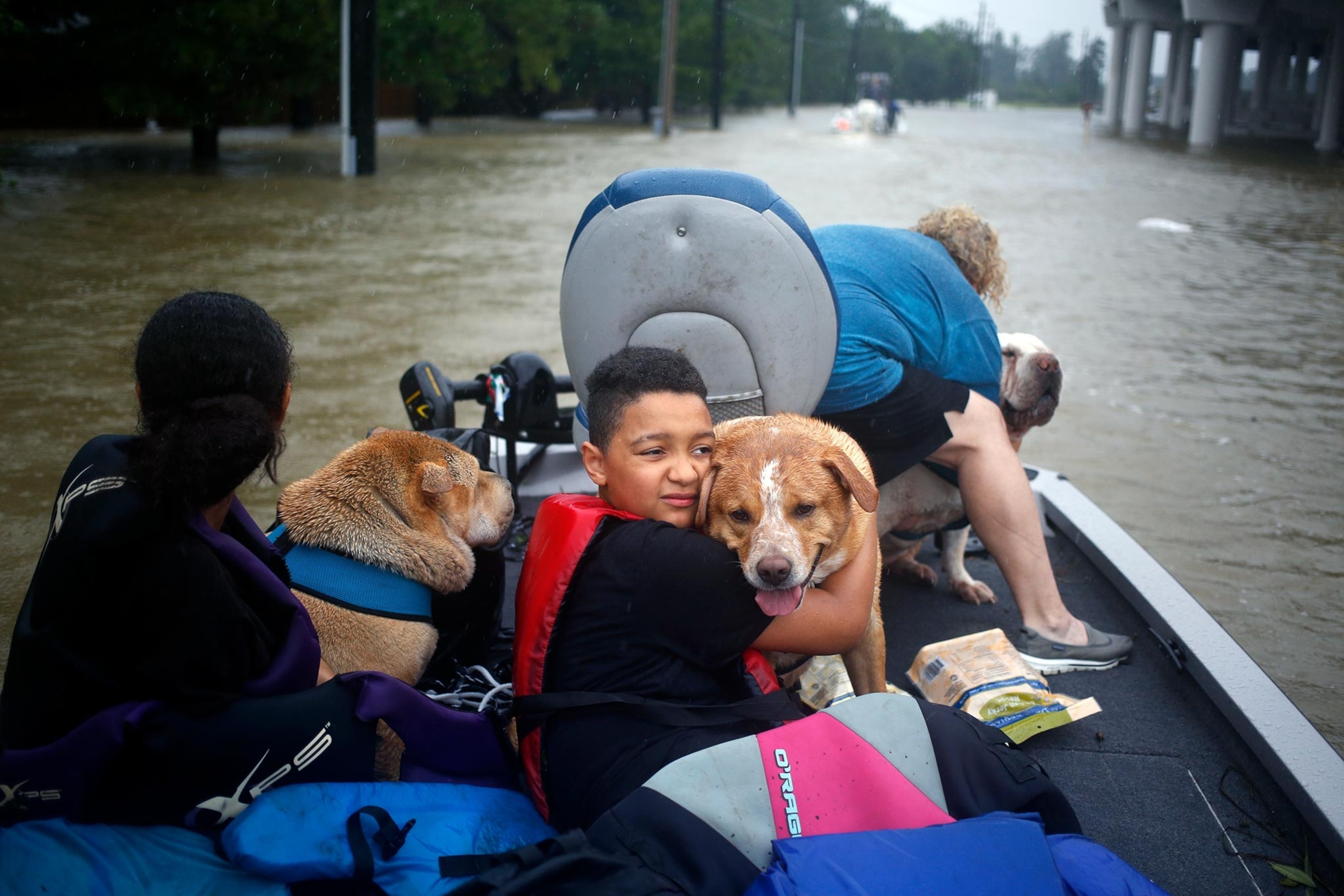 Pictures of Rescued Pets: How They're Coping with Harvey