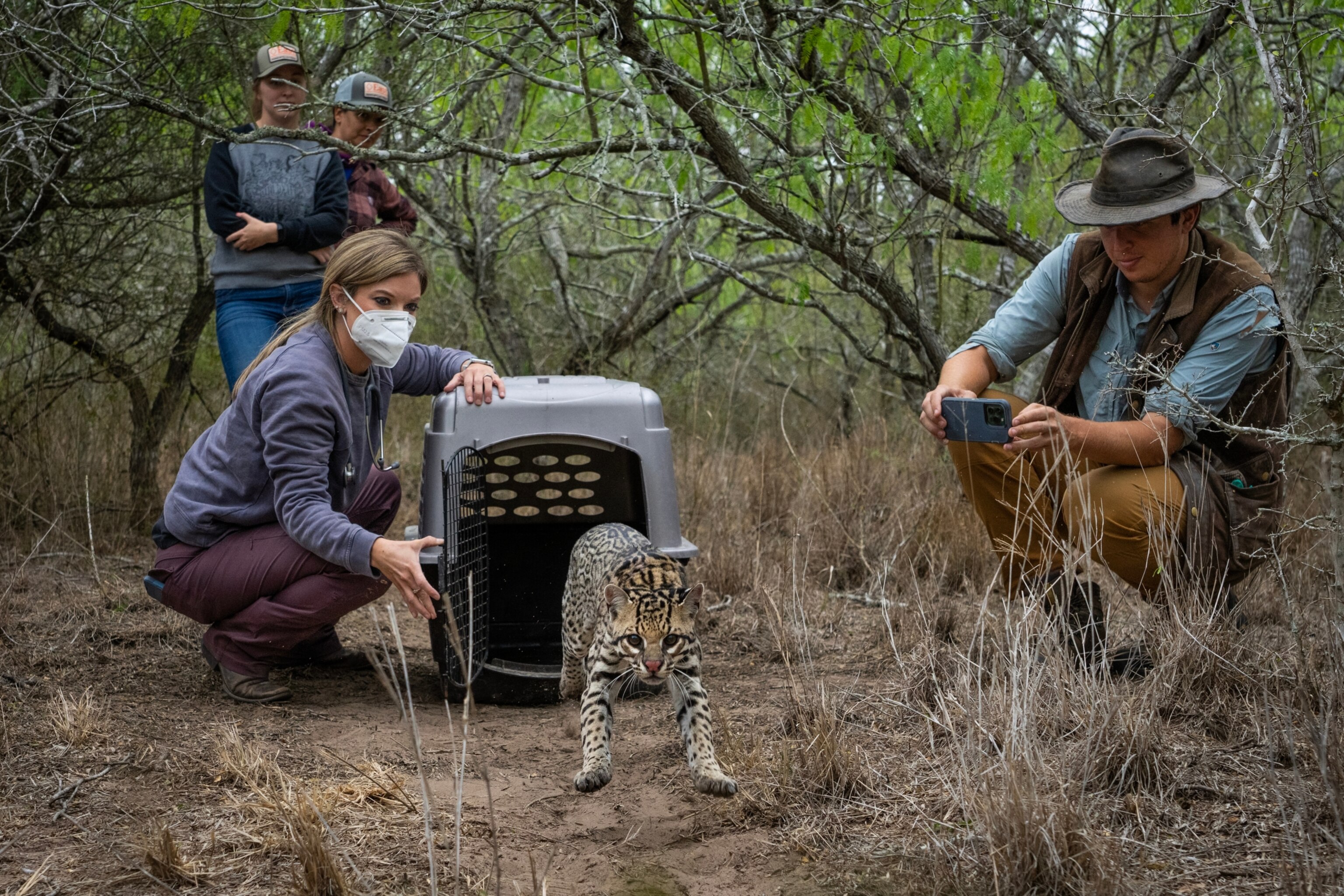 Ocelots once roamed the U.S. Can we bring them back?