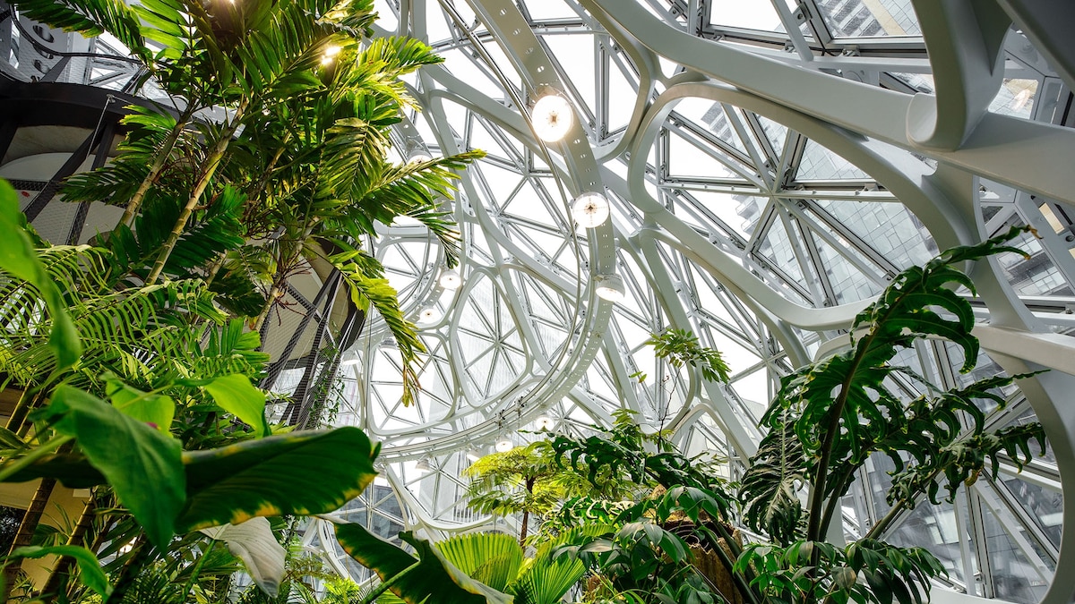 See Amazon's Spheres, Where Employees Work in a Tree House | National ...