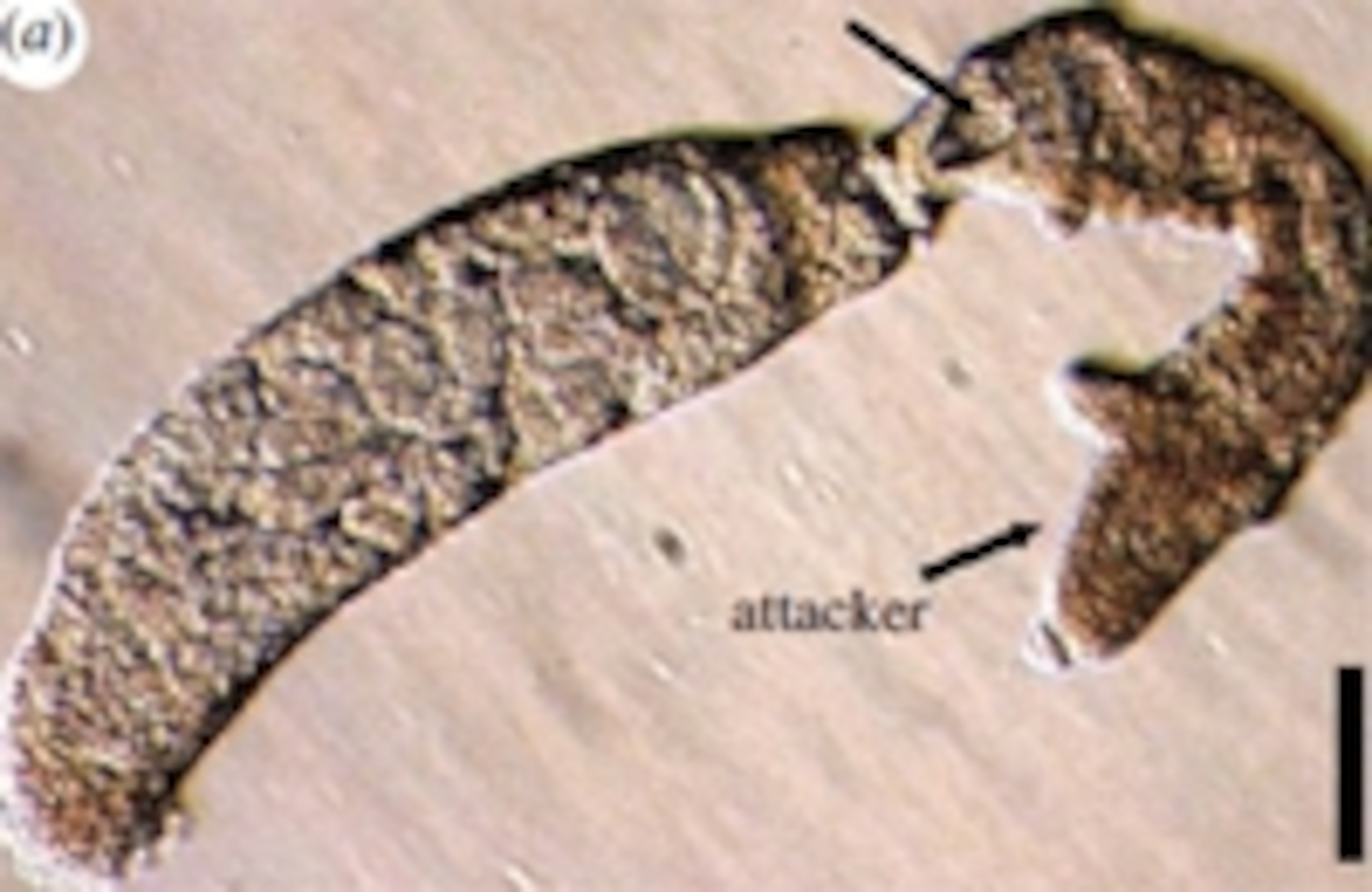 NERS Review of the Year Part 2 – Animals bring the awe | National ...