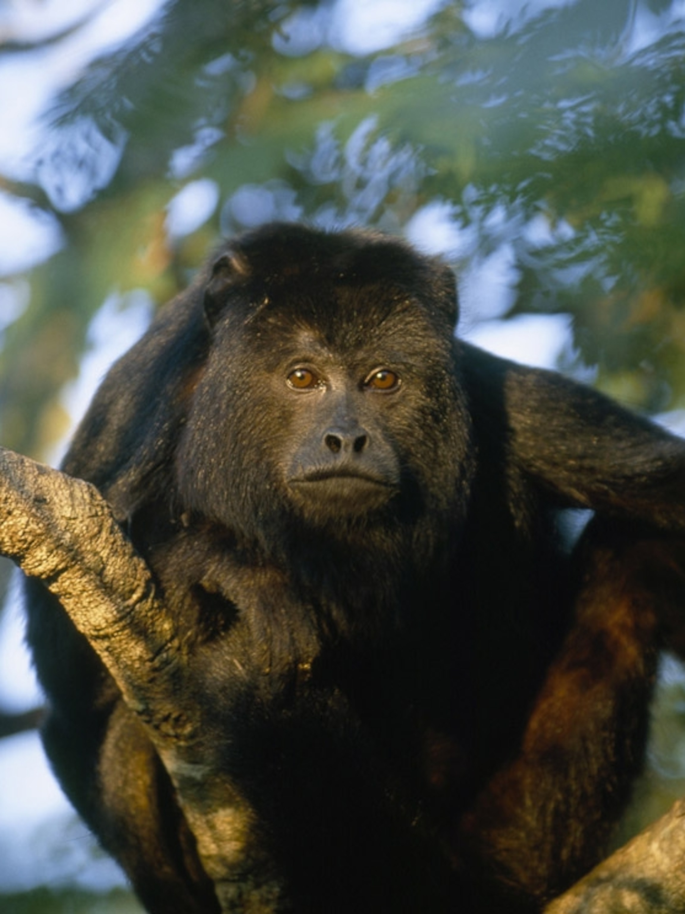 Hairless Chimpanzee National Geographic