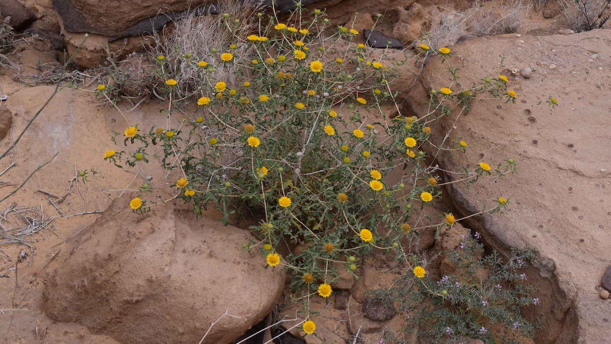 Arabian Blooms: Flowers of the Desert | National Geographic