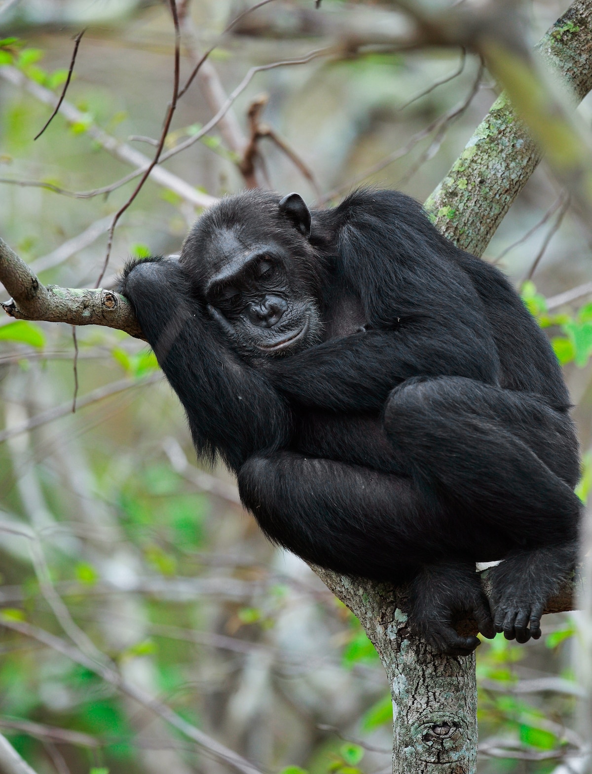 Chimpanzees Make Beds That Offer Them Best Night's Sleep
