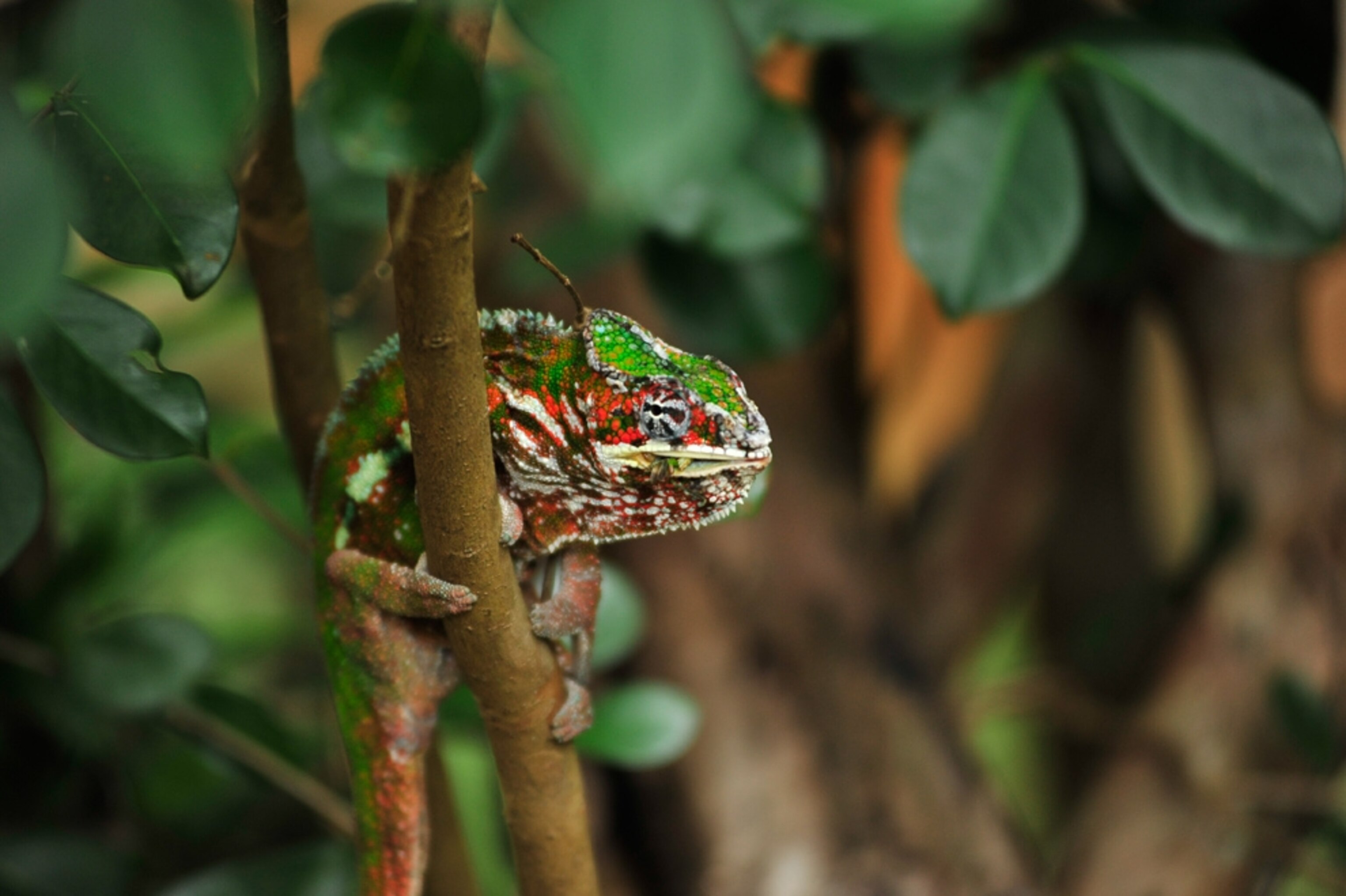 Earth Day Pictures: Ten Most Threatened Forests | National Geographic