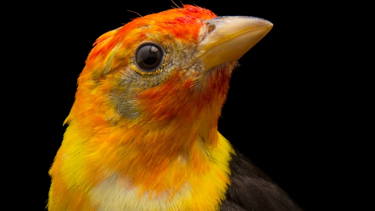 Western Tanager | National Geographic