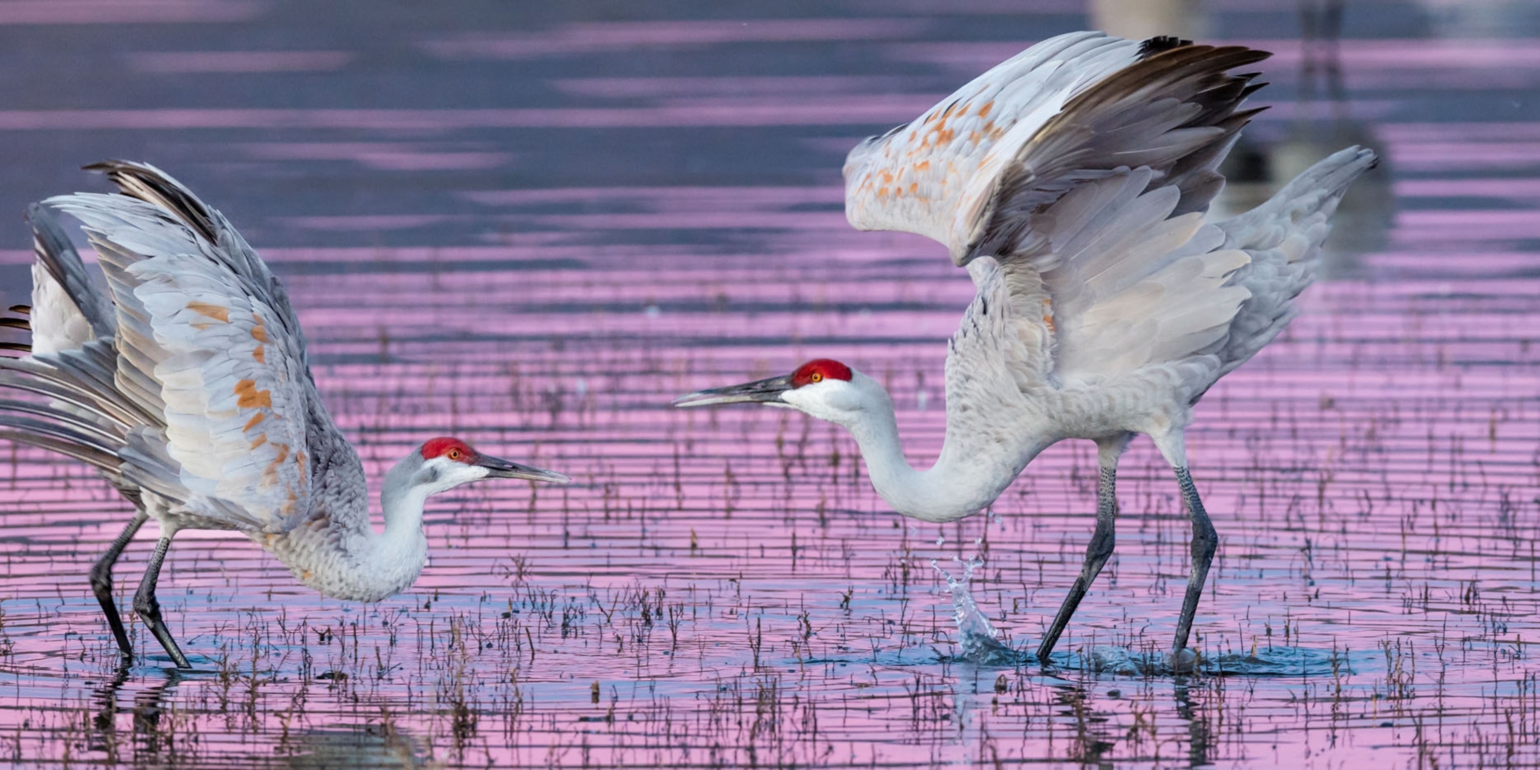 The Epic Journeys of Migratory Birds