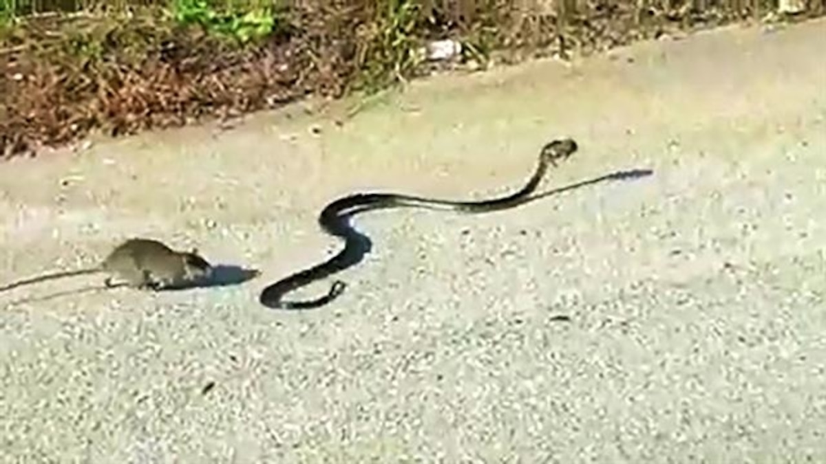 Watch a Mother Rat Rescue Her Baby From a Dramatic Snake Attack ...