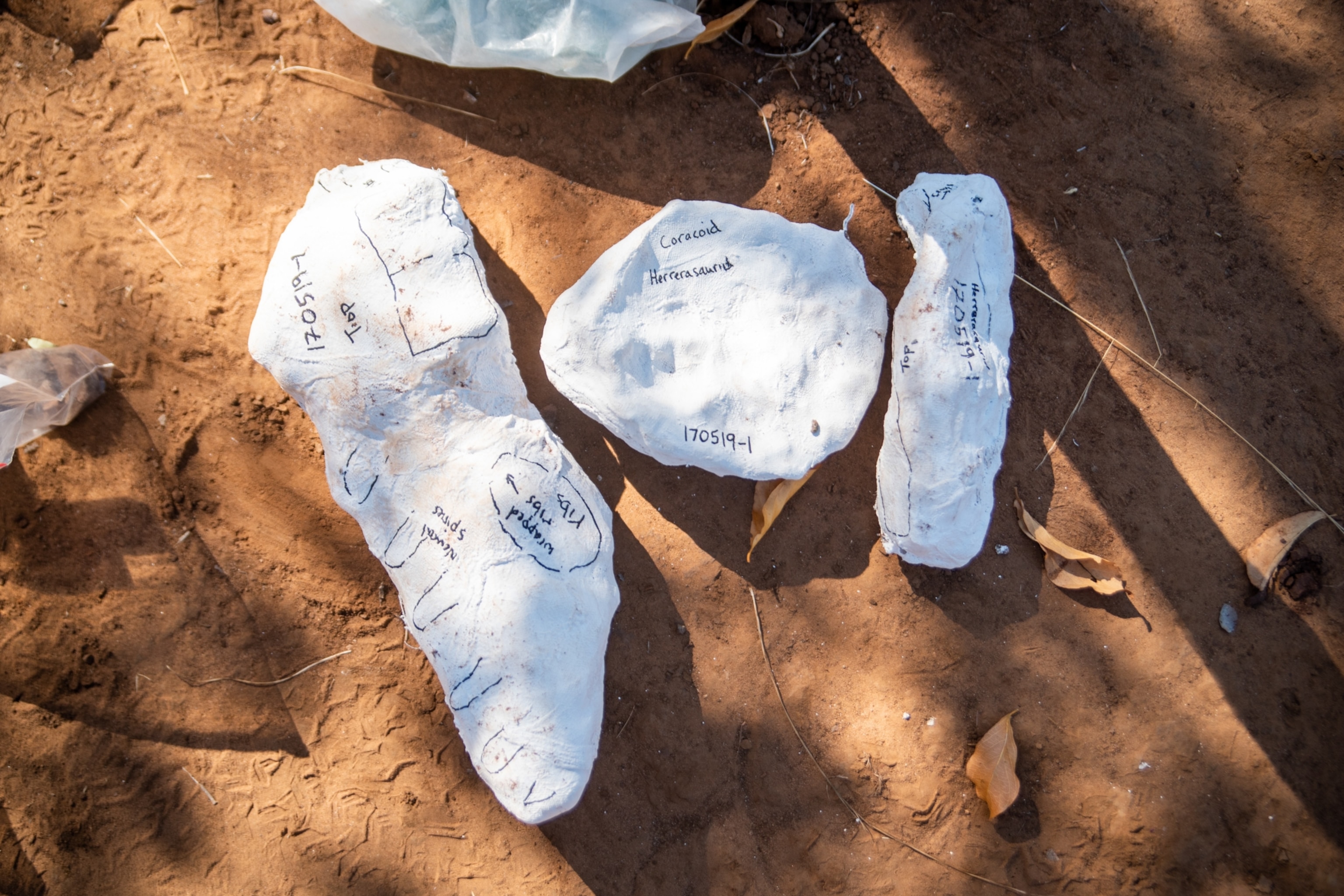 Fabulous 230-million-year-old fossil is Africa’s oldest known dinosaur