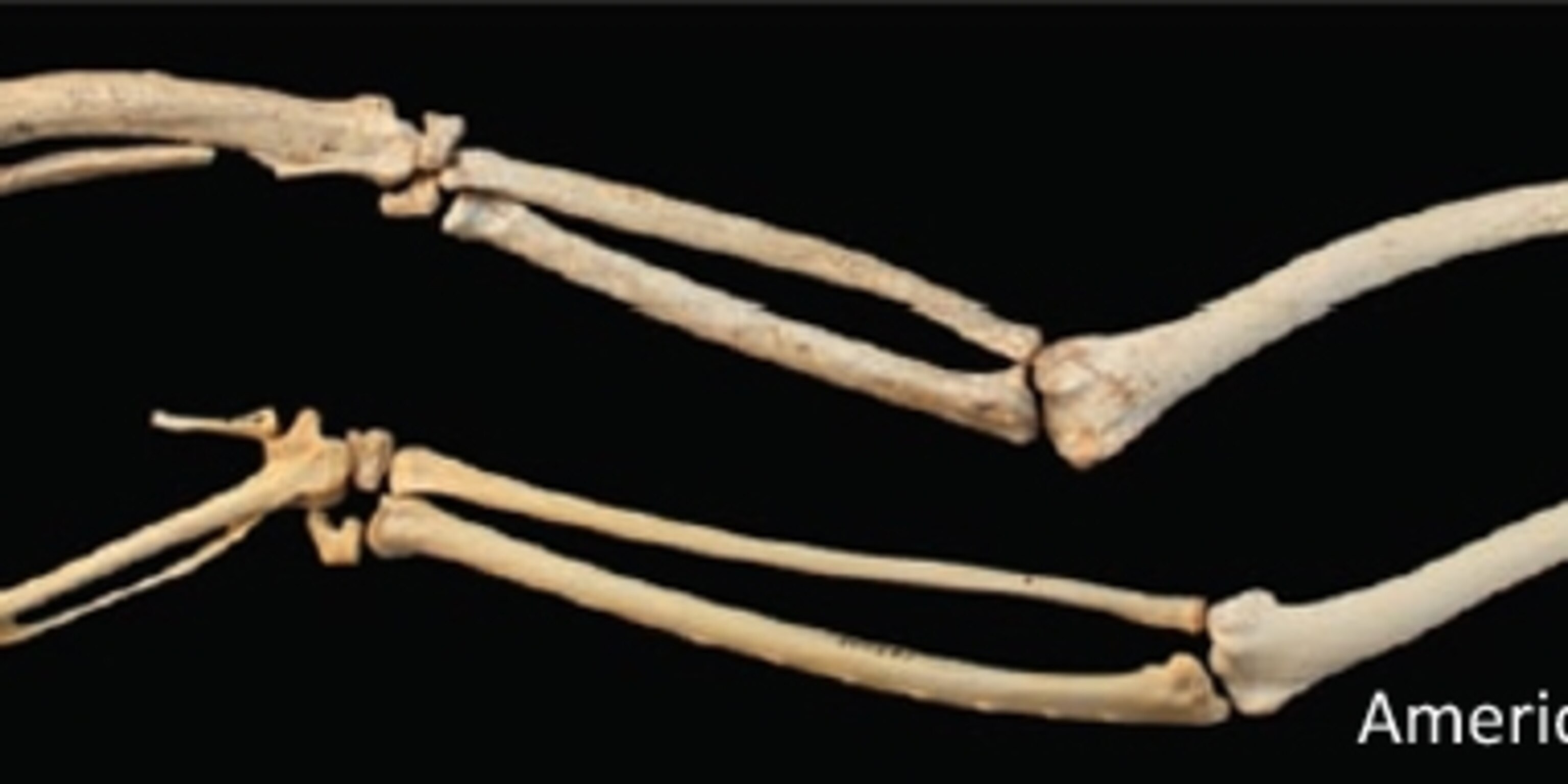 Xenicibis, the extinct ibis that swung its wings like clubs