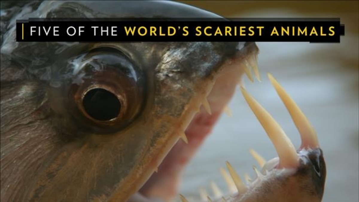 8 of Nature’s Thirstiest Bloodsuckers | National Geographic