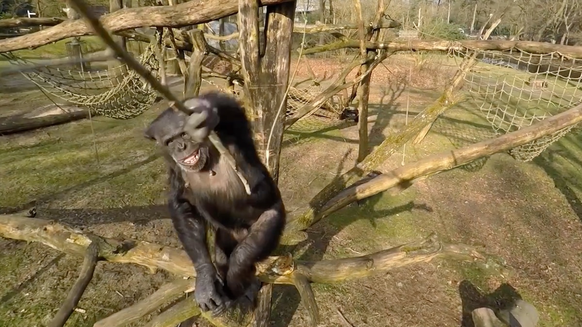 Watch Curious Chimp Knock a Drone Out of the Sky | National Geographic