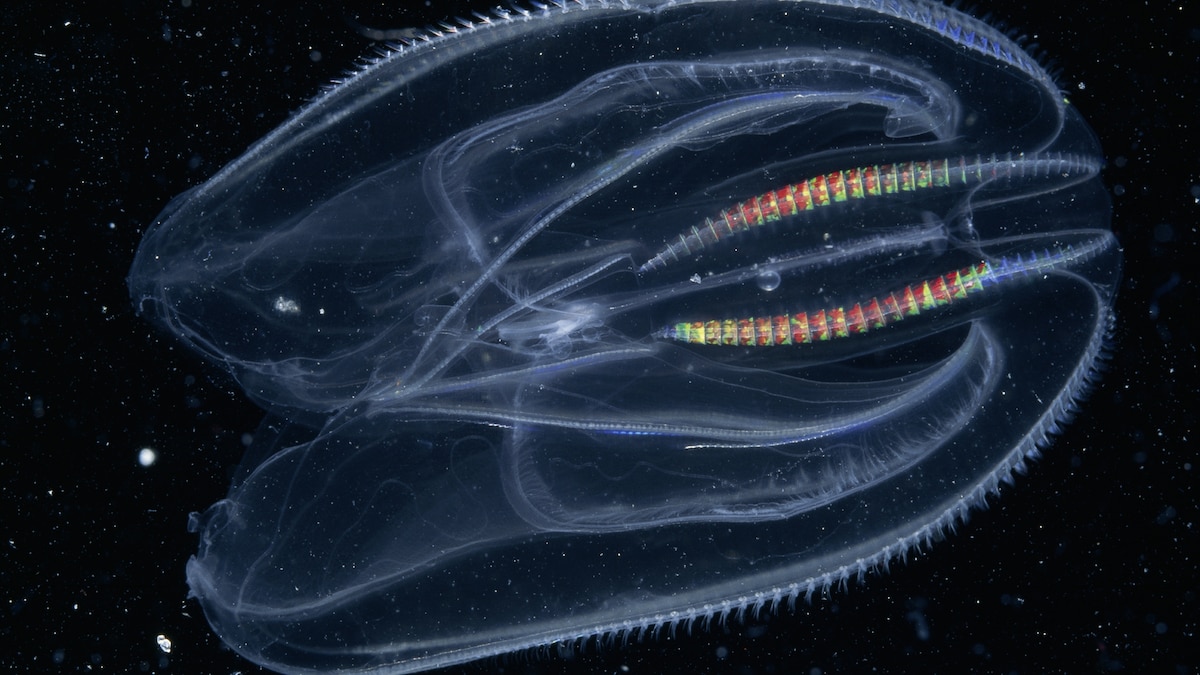 Strange Findings on Comb Jellies Uproot Animal Family Tree | National ...