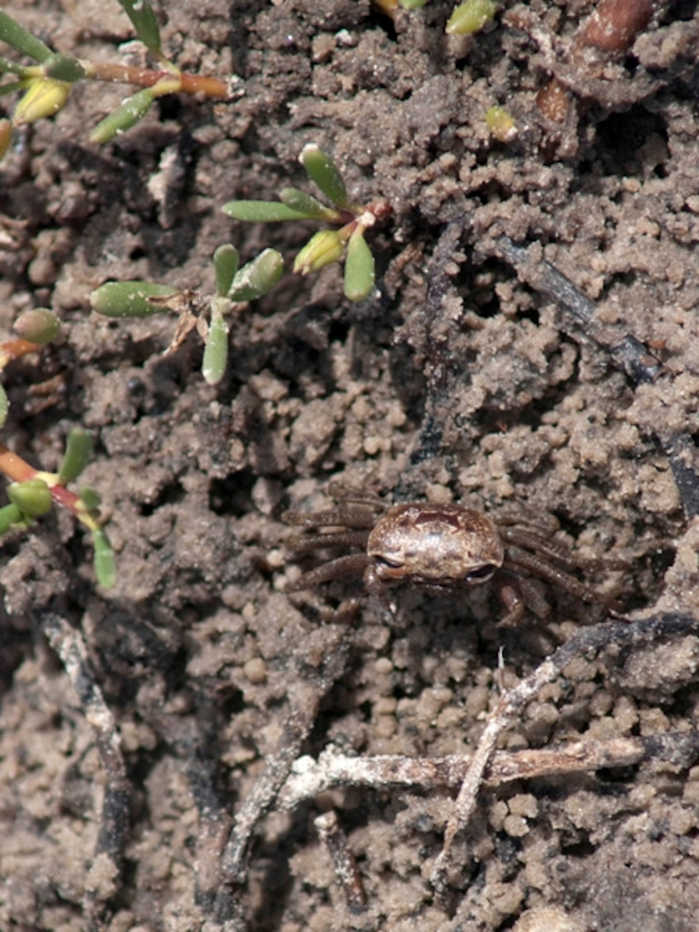 Oil Spill to Slowly Poison Alabama Marsh? | National Geographic