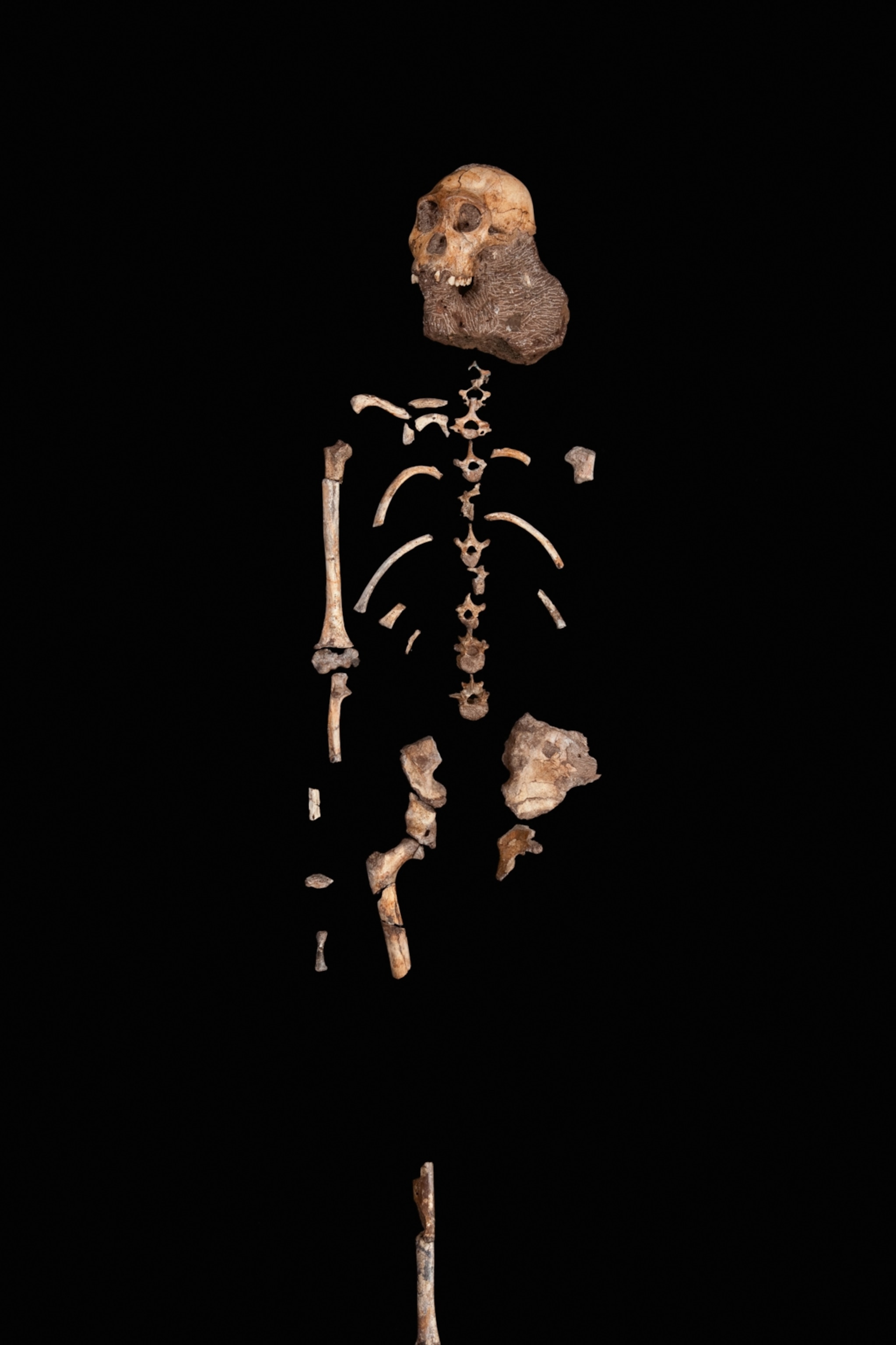 Virgin Galactic sends ancient human fossils to space—an historic first