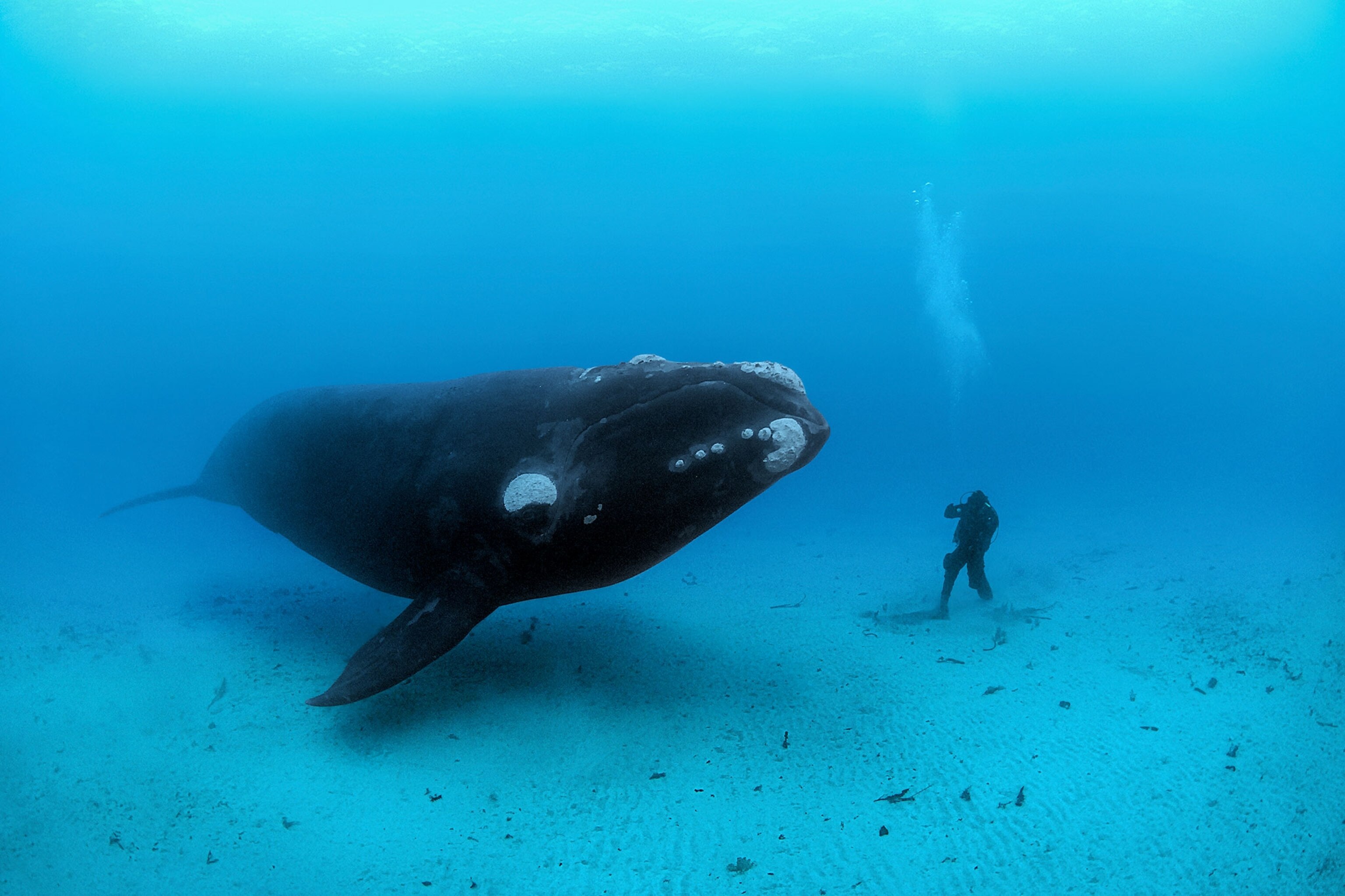 Why Do Whales Get So Big? Science May Have an Answer.