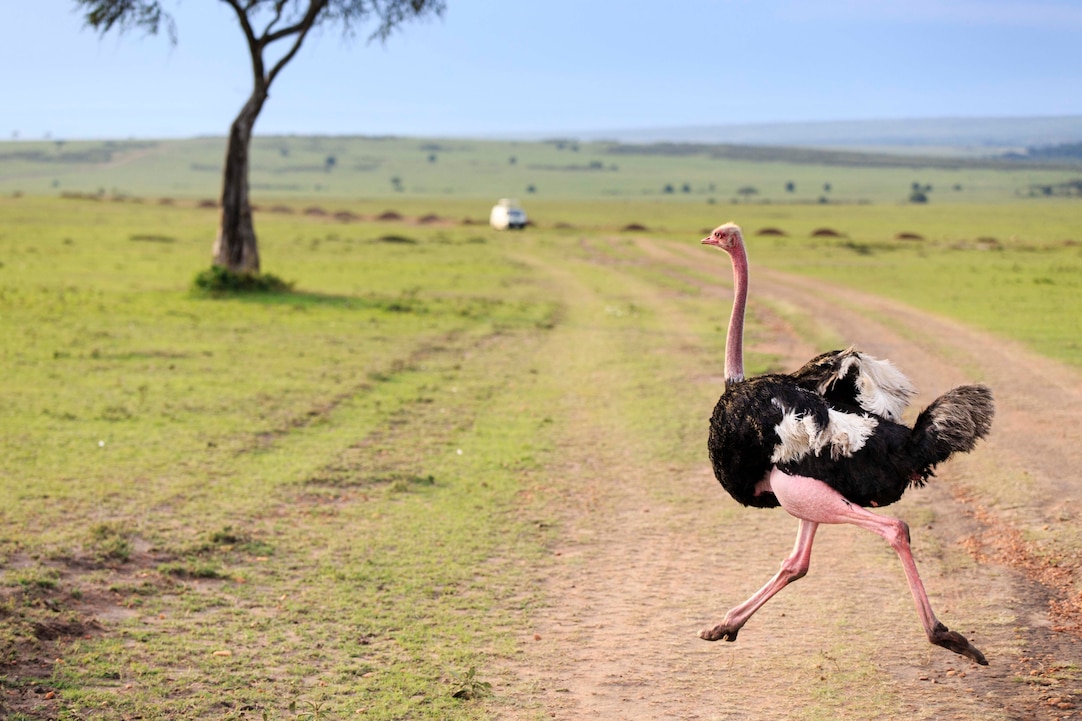 Ostrich Meaning