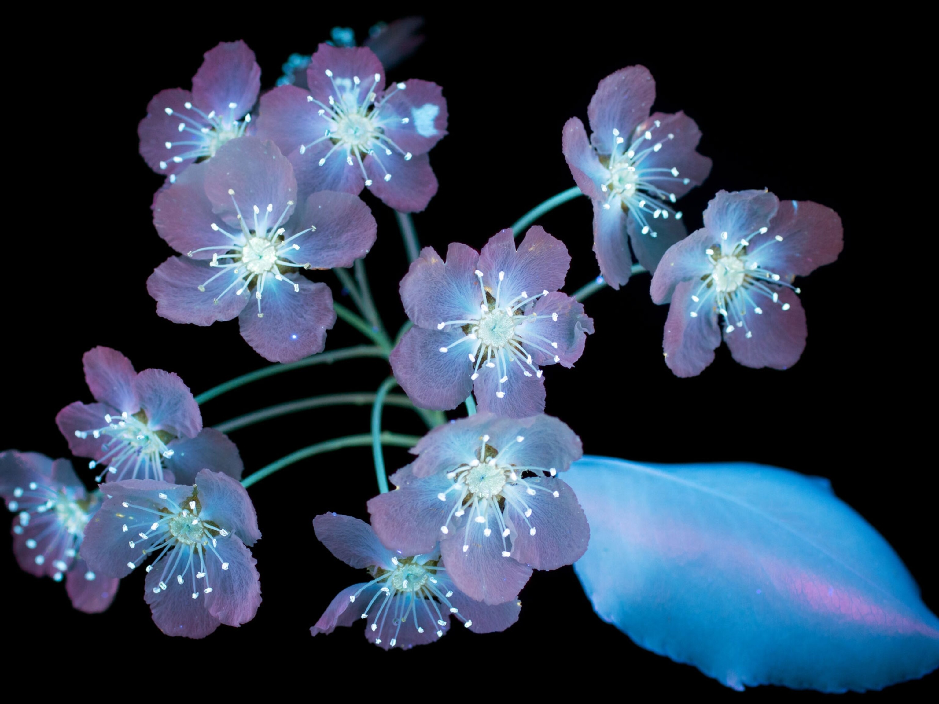 Ultraviolet Light Flower