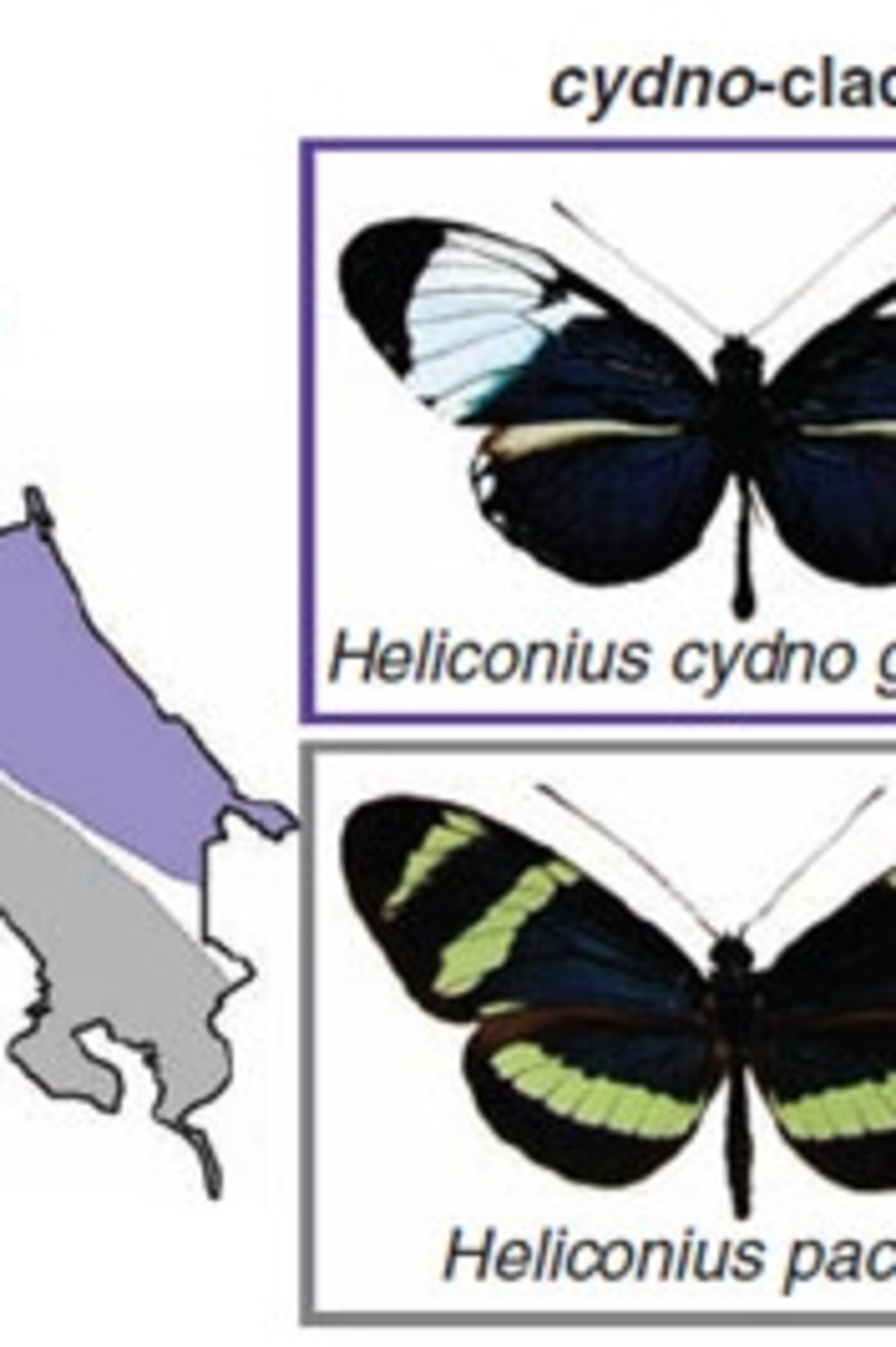 Variation In Butterflies
