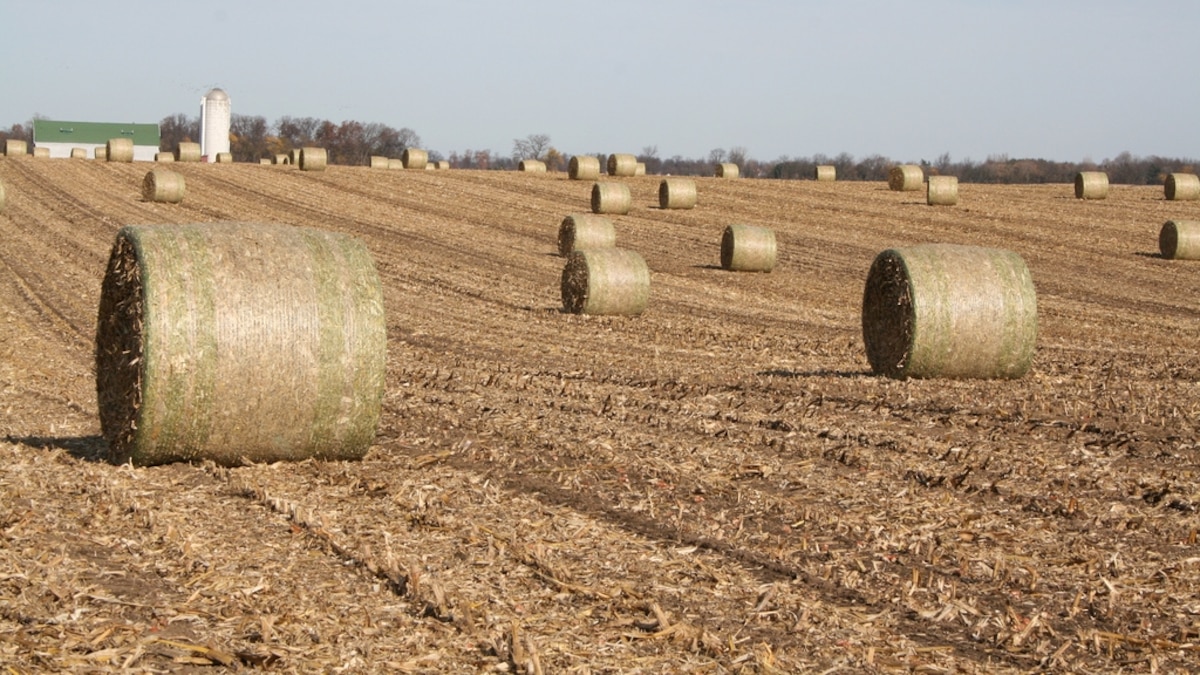 Corn Waste for Biofuel Could Boost Emissions, Study Finds | National ...