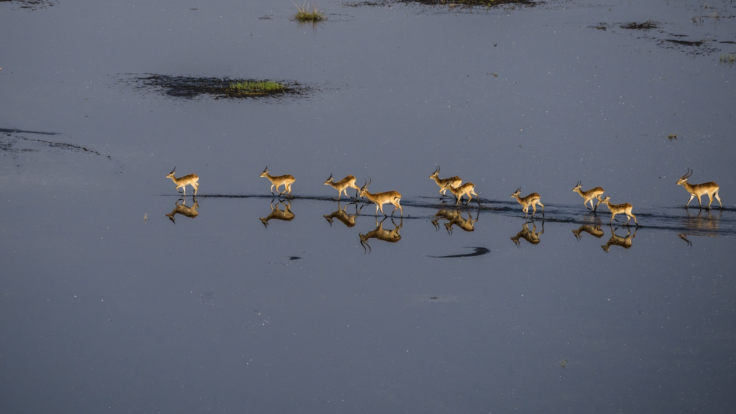 Earth’s largest freshwater animals at risk of extinction