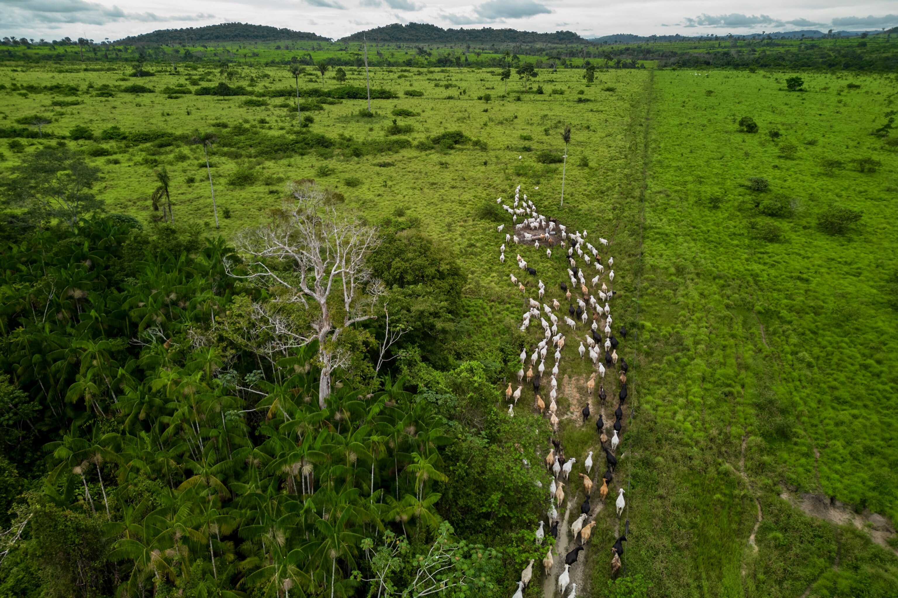 This is the world’s most expensive cow