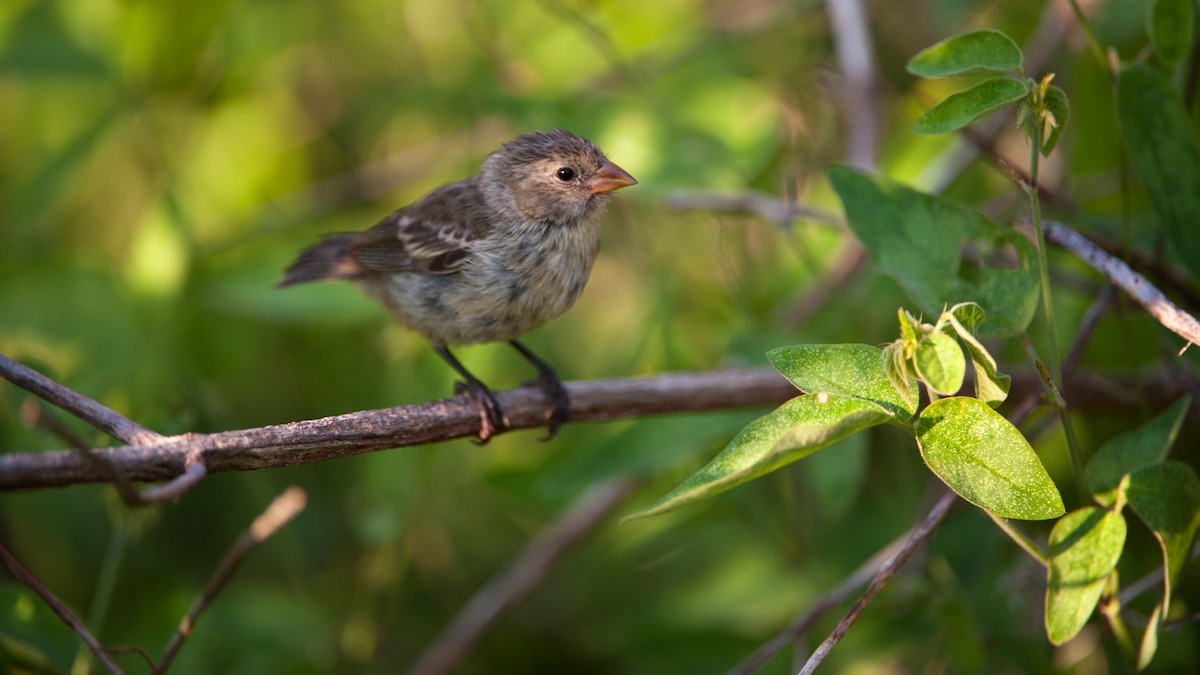 Meet the vampire flies of the Galápagos Islands | National Geographic